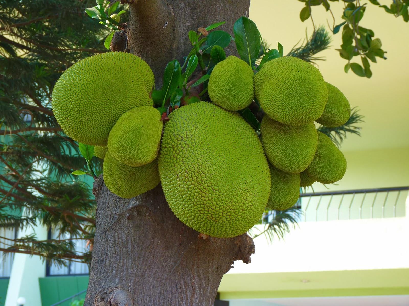 Jackfruit Wallpapers - Top Free Jackfruit Backgrounds - WallpaperAccess