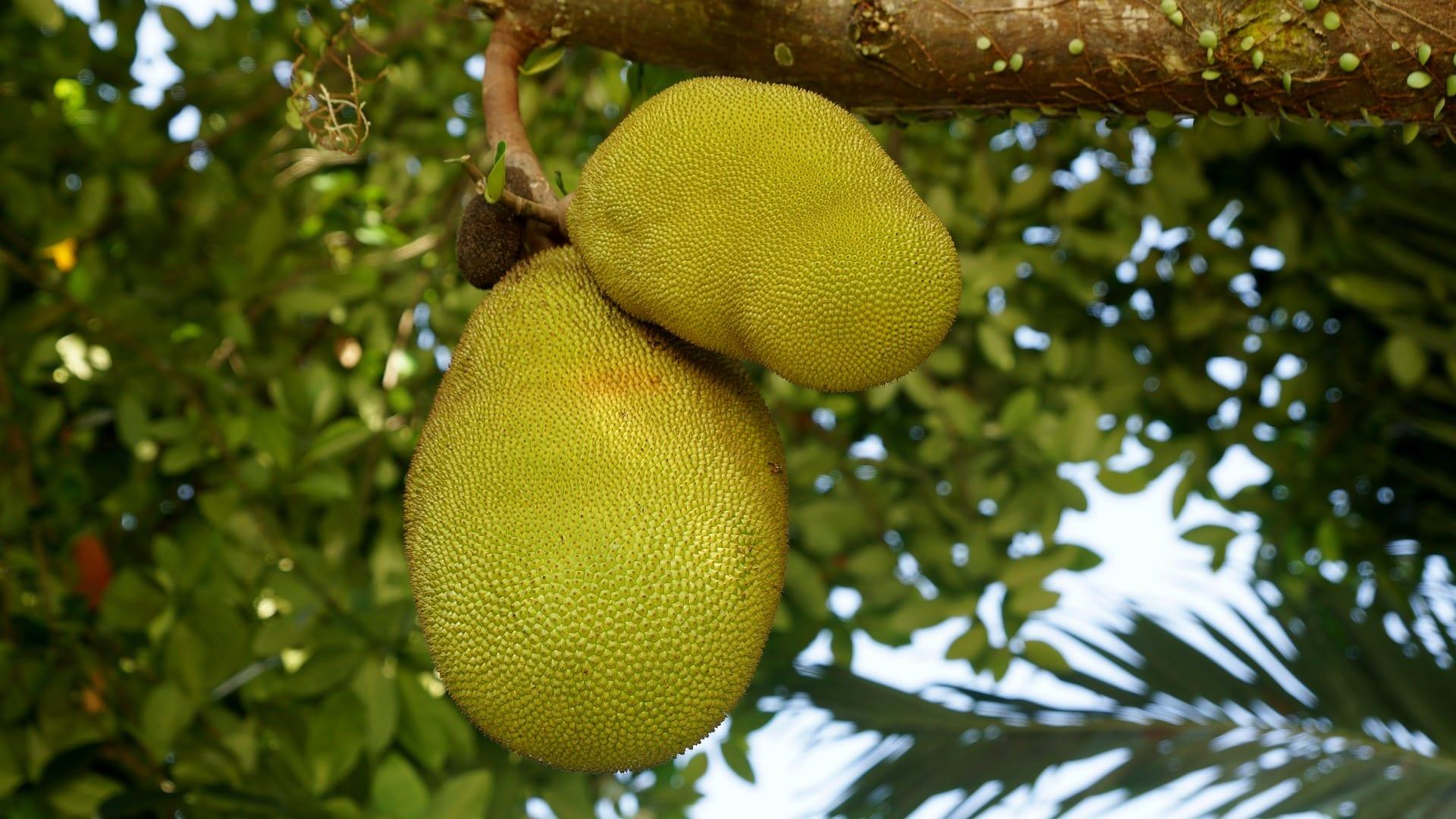 Jackfruit Wallpapers - Top Free Jackfruit Backgrounds - WallpaperAccess