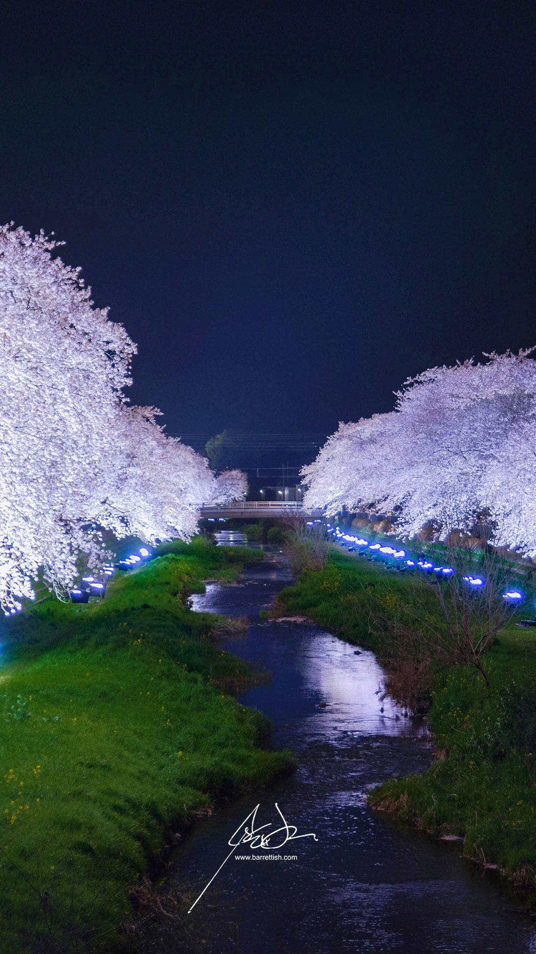 Sakura Night Wallpapers - Top Free Sakura Night Backgrounds ...