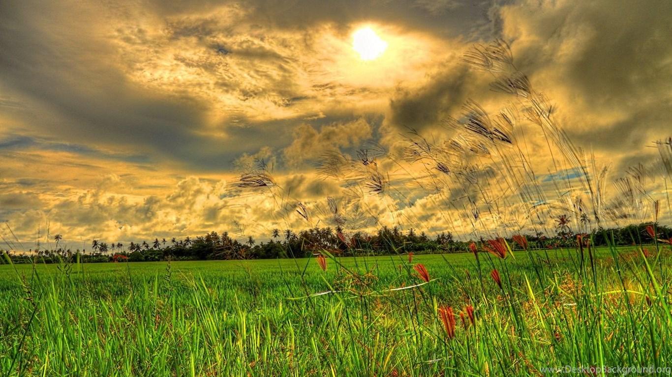 Paddy Field Wallpapers - Top Free Paddy Field Backgrounds - WallpaperAccess