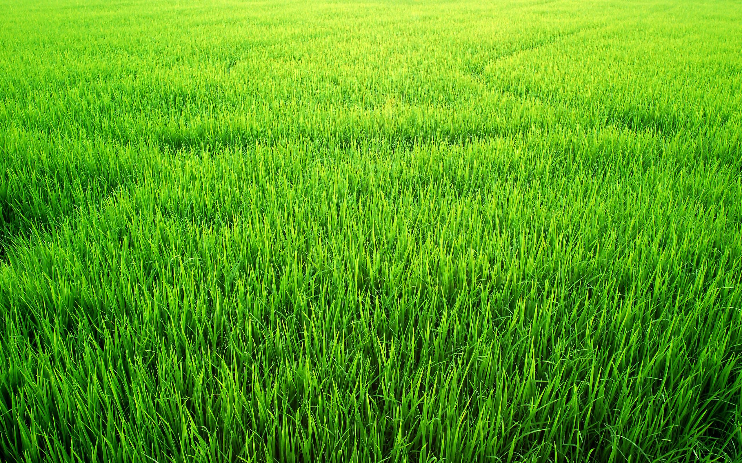 Paddy Field Wallpapers - Top Free Paddy Field Backgrounds - WallpaperAccess