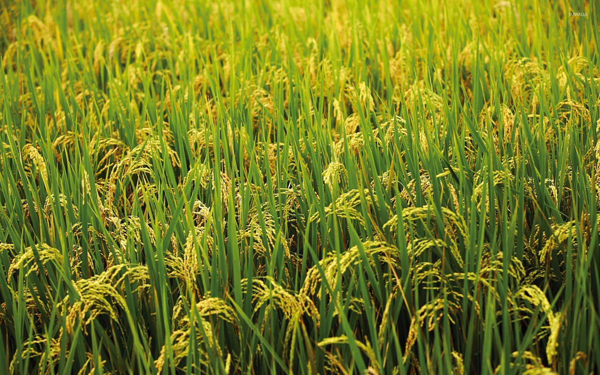 Paddy Field Wallpapers - Top Free Paddy Field Backgrounds - WallpaperAccess