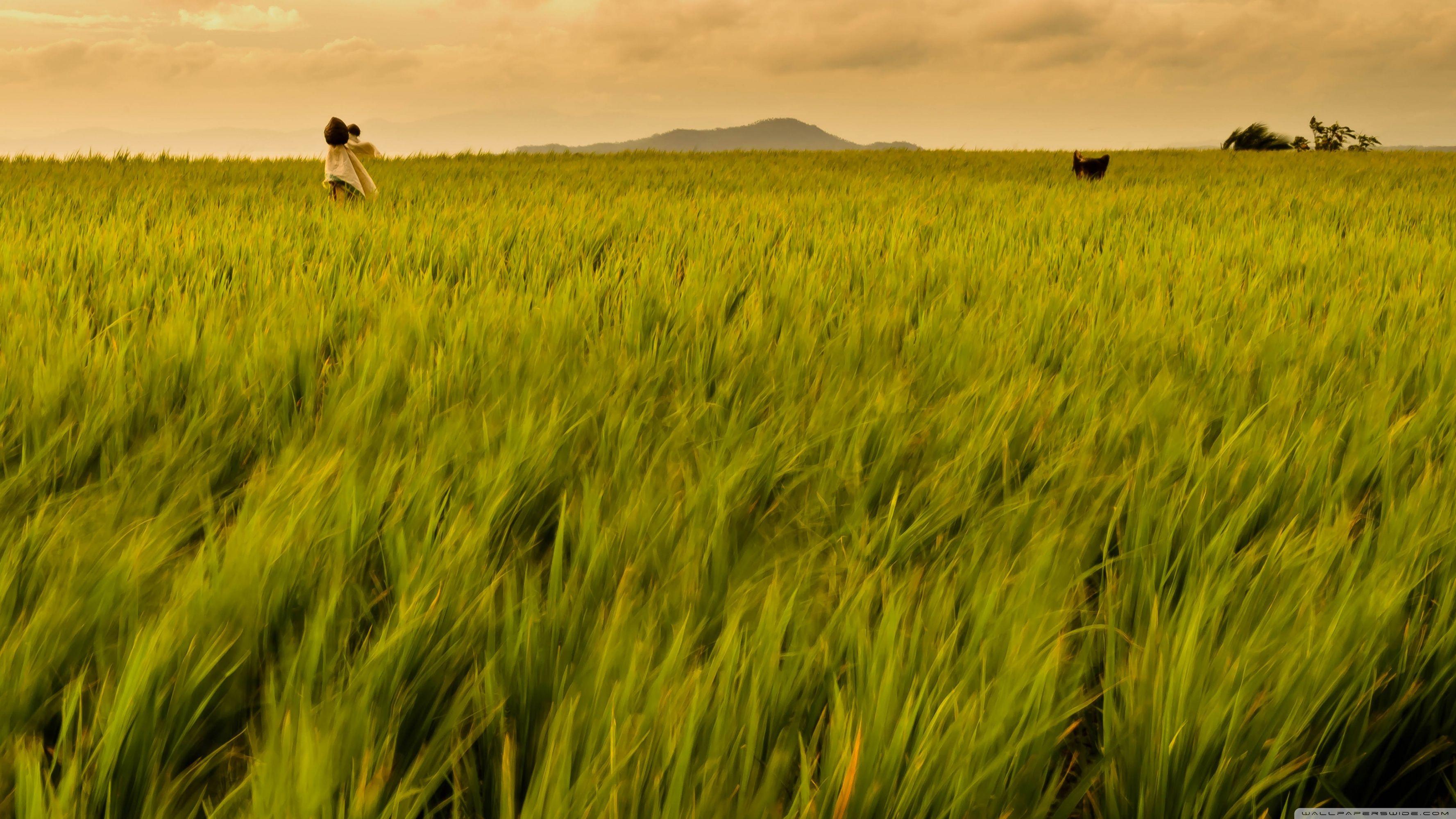 Paddy Field Wallpapers - Top Free Paddy Field Backgrounds - WallpaperAccess