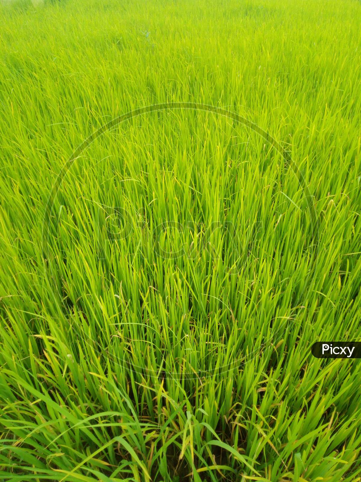 Paddy Field Wallpapers - Top Free Paddy Field Backgrounds - WallpaperAccess