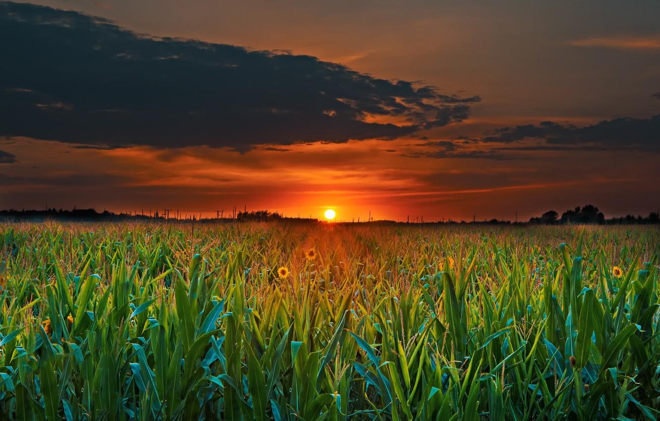 Paddy Field Wallpapers - Top Free Paddy Field Backgrounds - WallpaperAccess