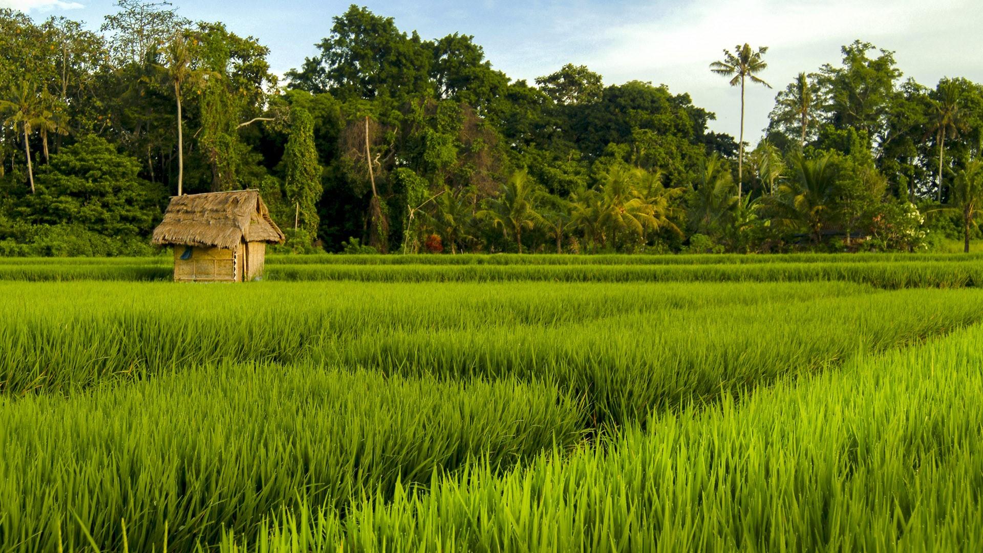 Paddy Field Wallpapers - Top Free Paddy Field Backgrounds - WallpaperAccess