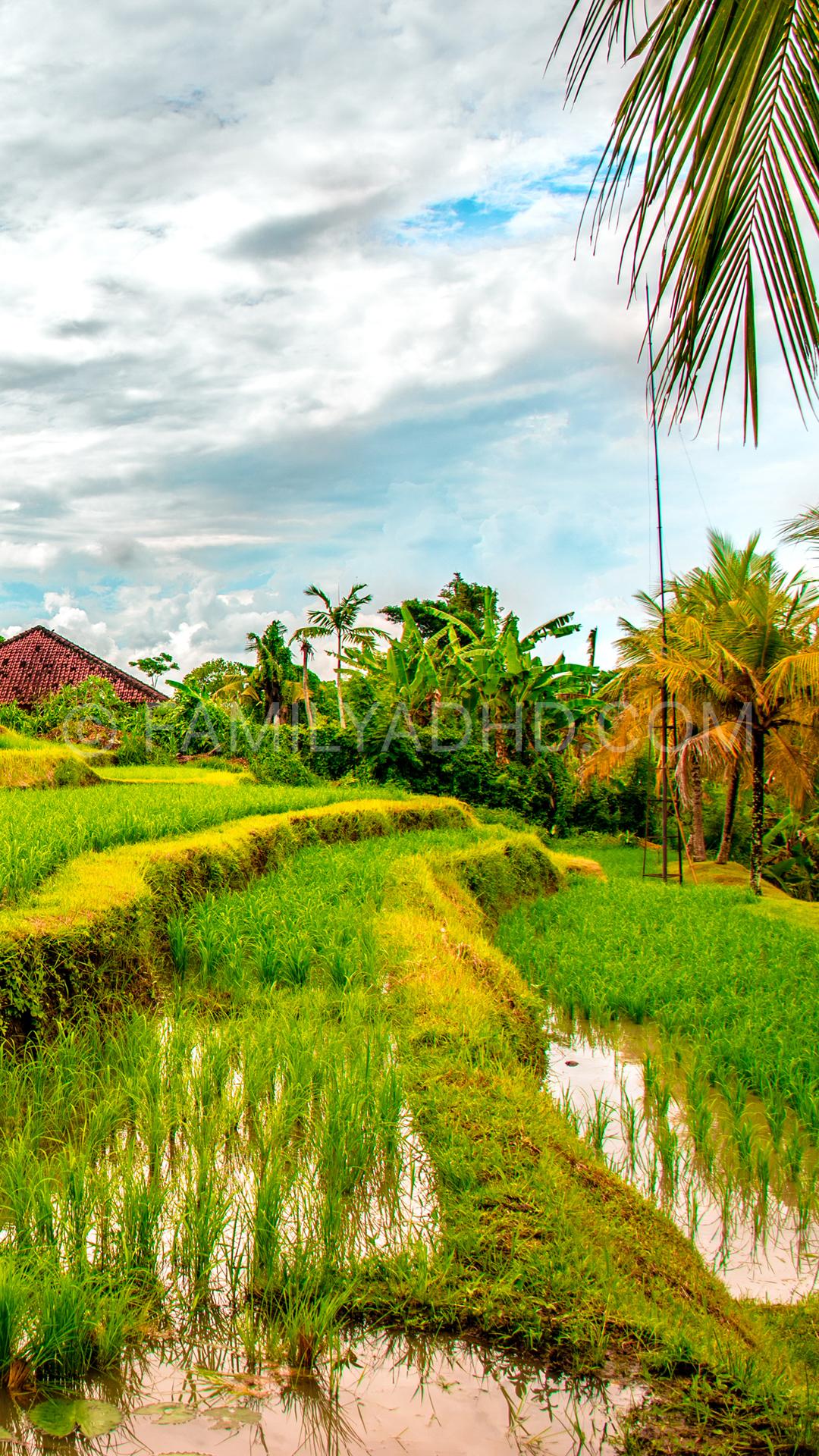 Paddy Field Wallpapers - Top Free Paddy Field Backgrounds - WallpaperAccess