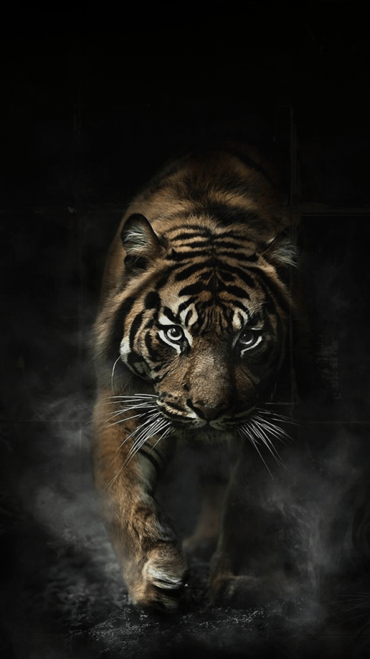 Tiger Motivational Wallpapers - Top Free Tiger Motivational Backgrounds ...
