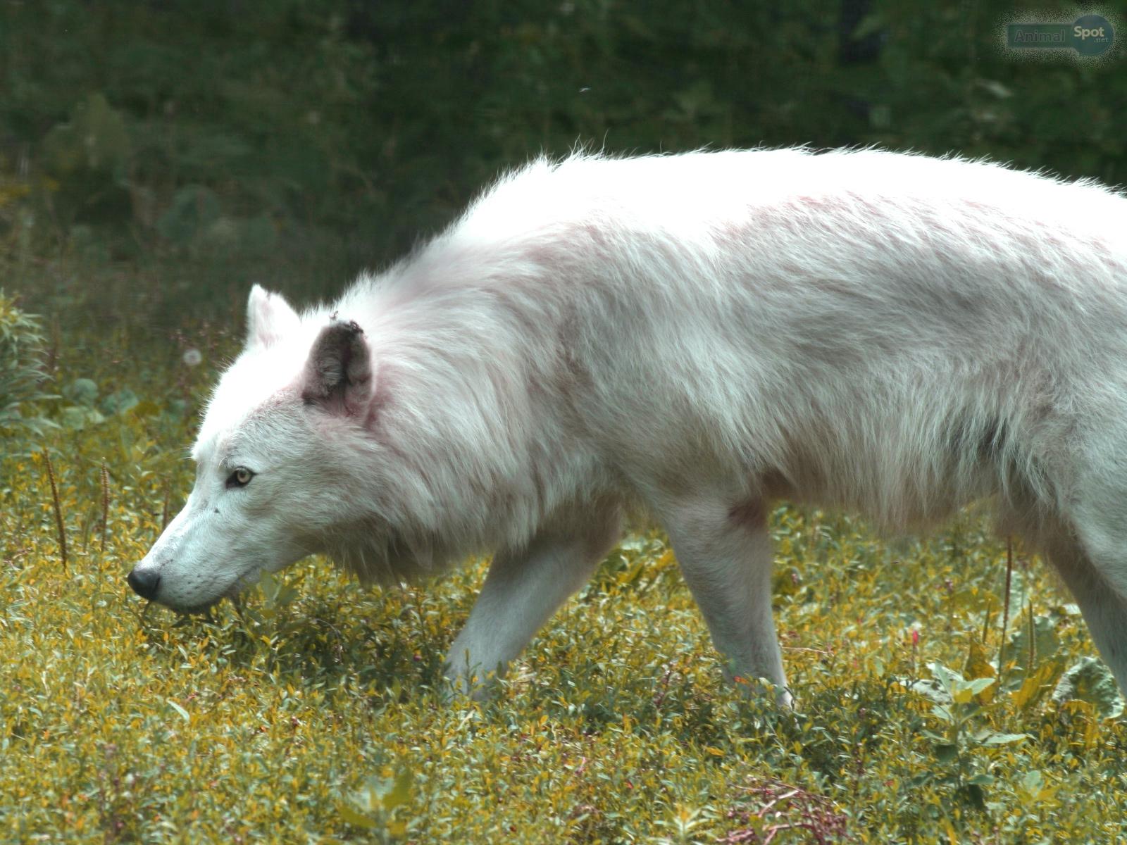 Real Wolf Wallpapers - Top Free Real Wolf Backgrounds - WallpaperAccess