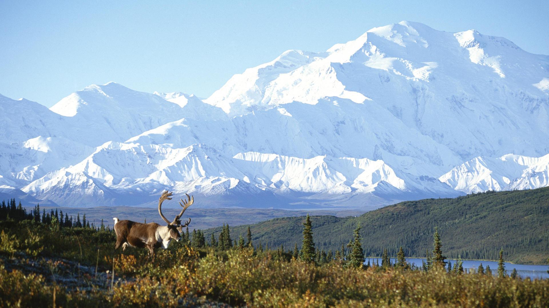 Alaska Wildlife Wallpapers - Top Free Alaska Wildlife Backgrounds ...