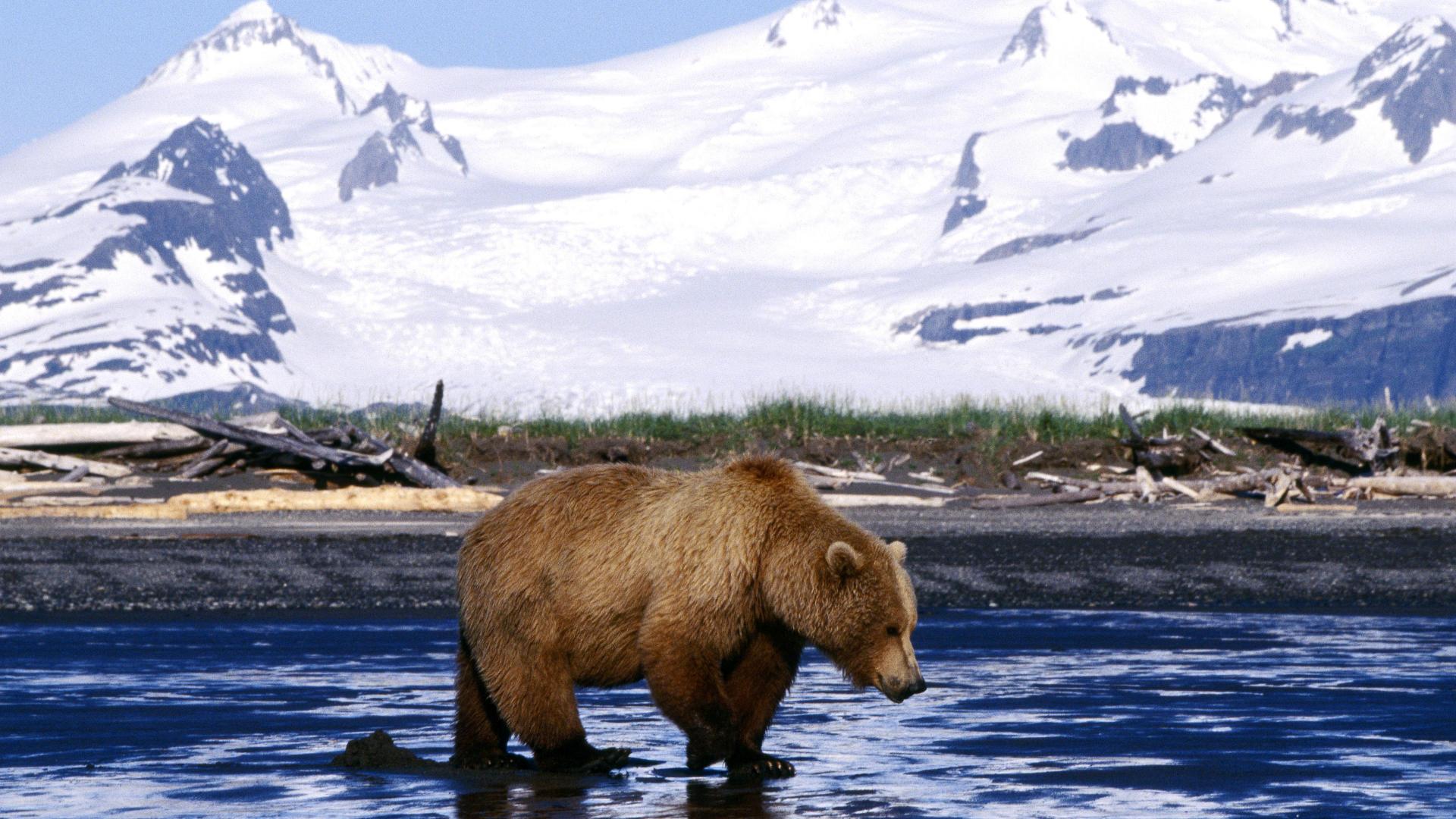 Alaska Wildlife Wallpapers - Top Free Alaska Wildlife Backgrounds ...