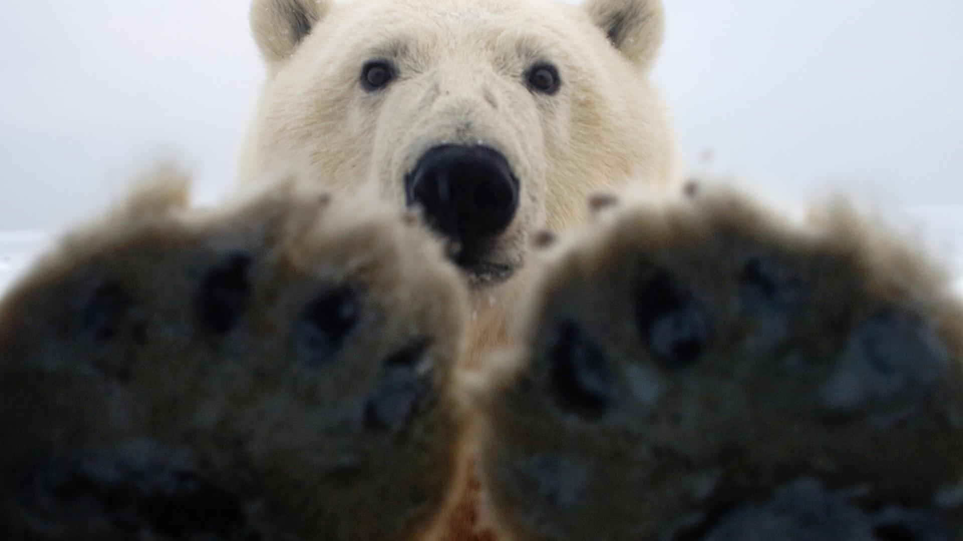 Alaska Wildlife Wallpapers - Top Free Alaska Wildlife Backgrounds ...