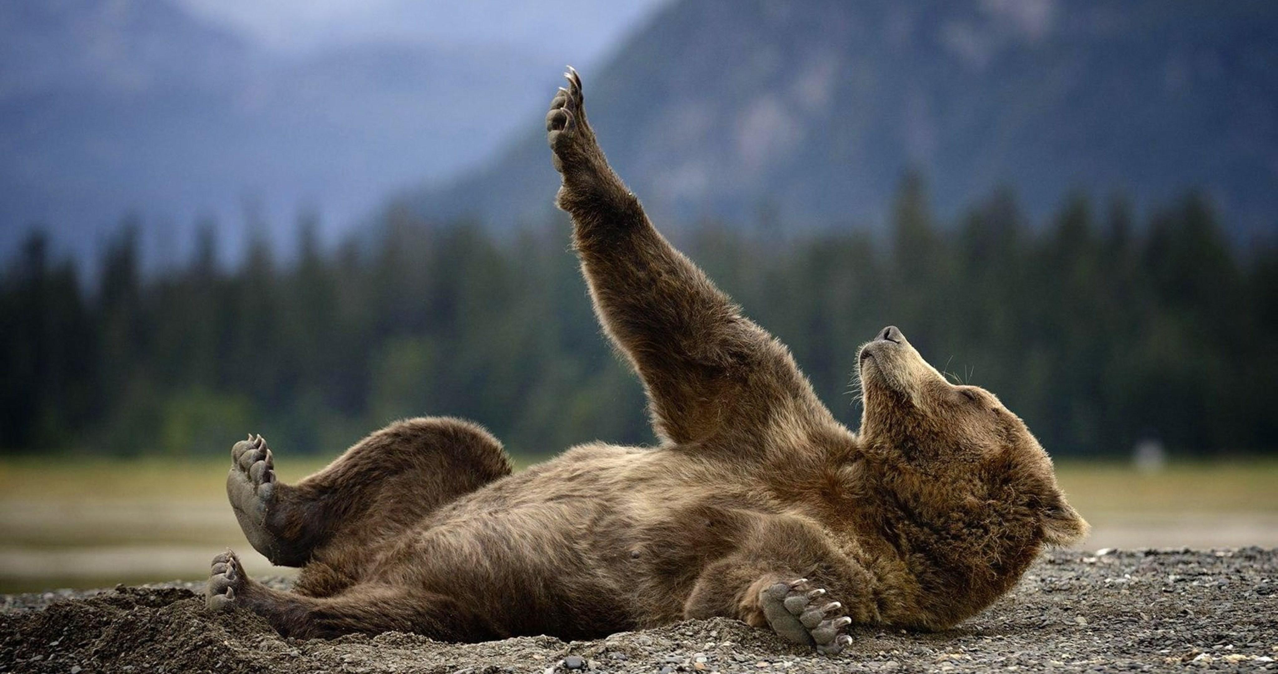 Alaska Wildlife Wallpapers - Top Free Alaska Wildlife Backgrounds ...