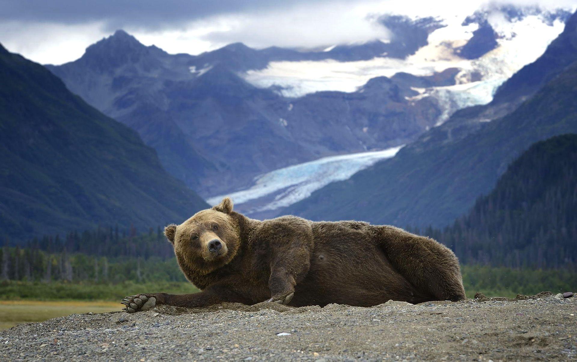 Alaska Wildlife Wallpapers - Top Free Alaska Wildlife Backgrounds ...