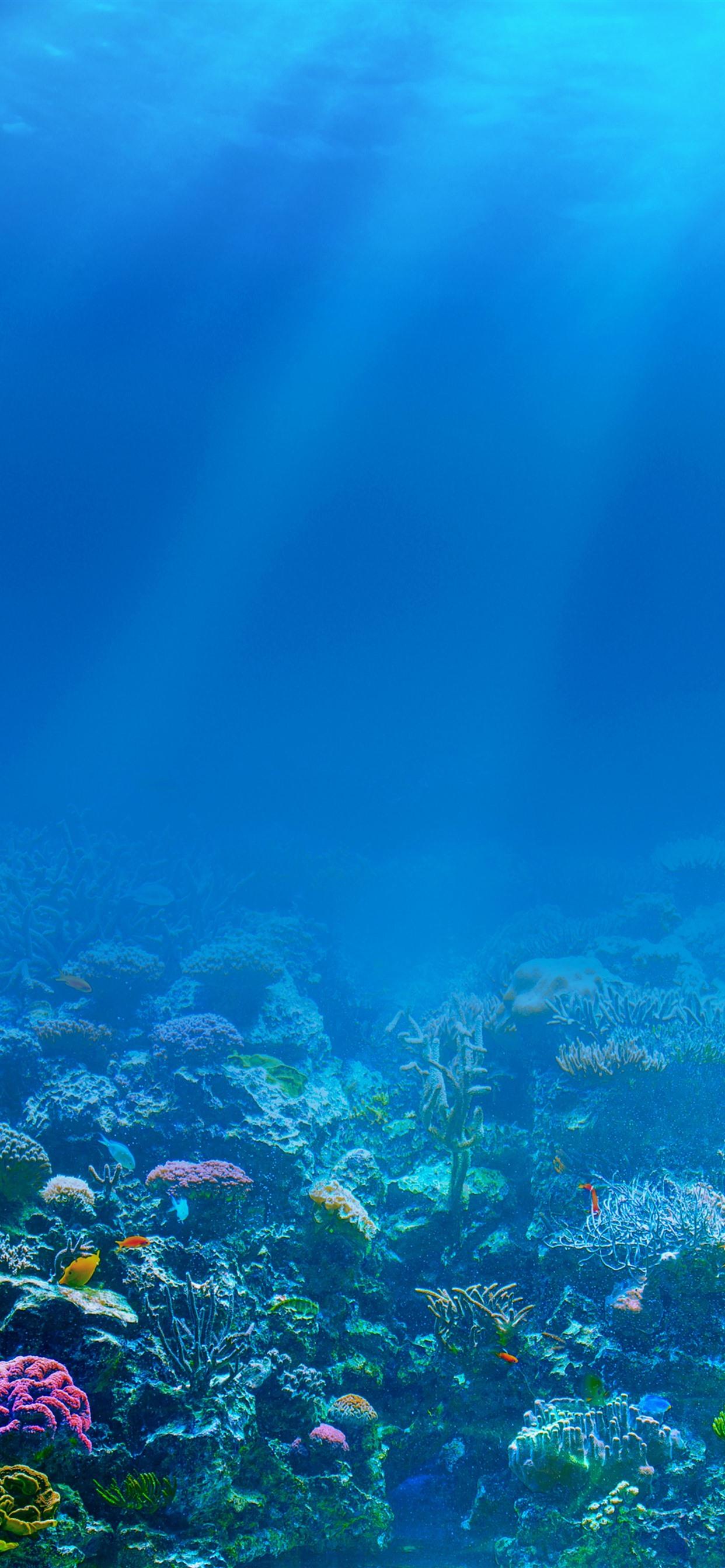 Coral Blue Wallpapers - Top Free Coral Blue Backgrounds - WallpaperAccess