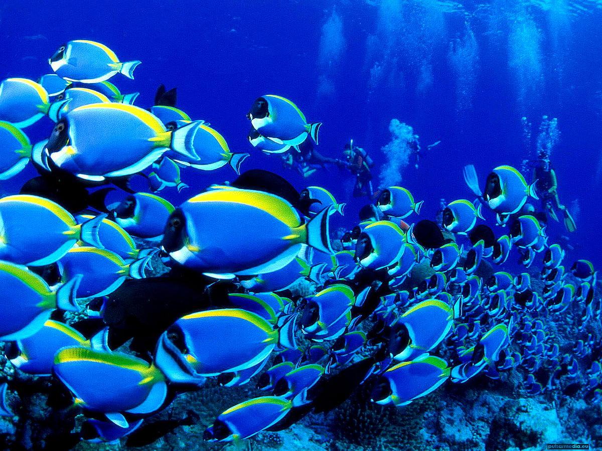 Coral Blue Wallpapers - Top Free Coral Blue Backgrounds - WallpaperAccess