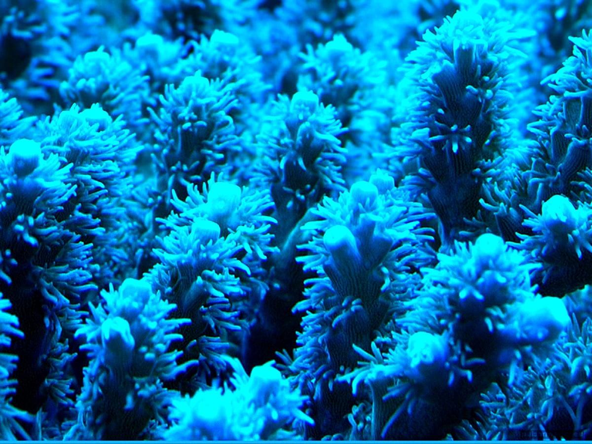 Coral Blue Wallpapers - Top Free Coral Blue Backgrounds - WallpaperAccess