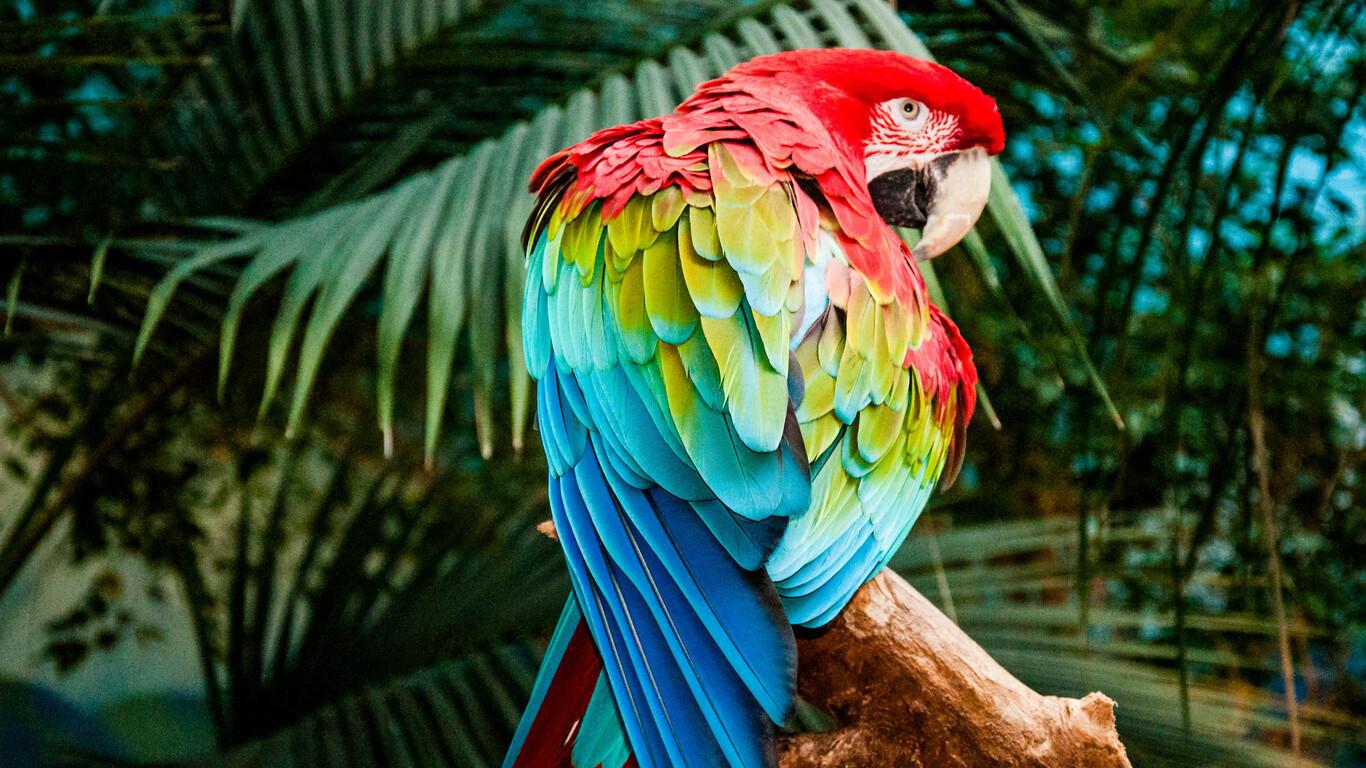 4K Bird Wallpapers - Top Free 4K Bird Backgrounds - WallpaperAccess