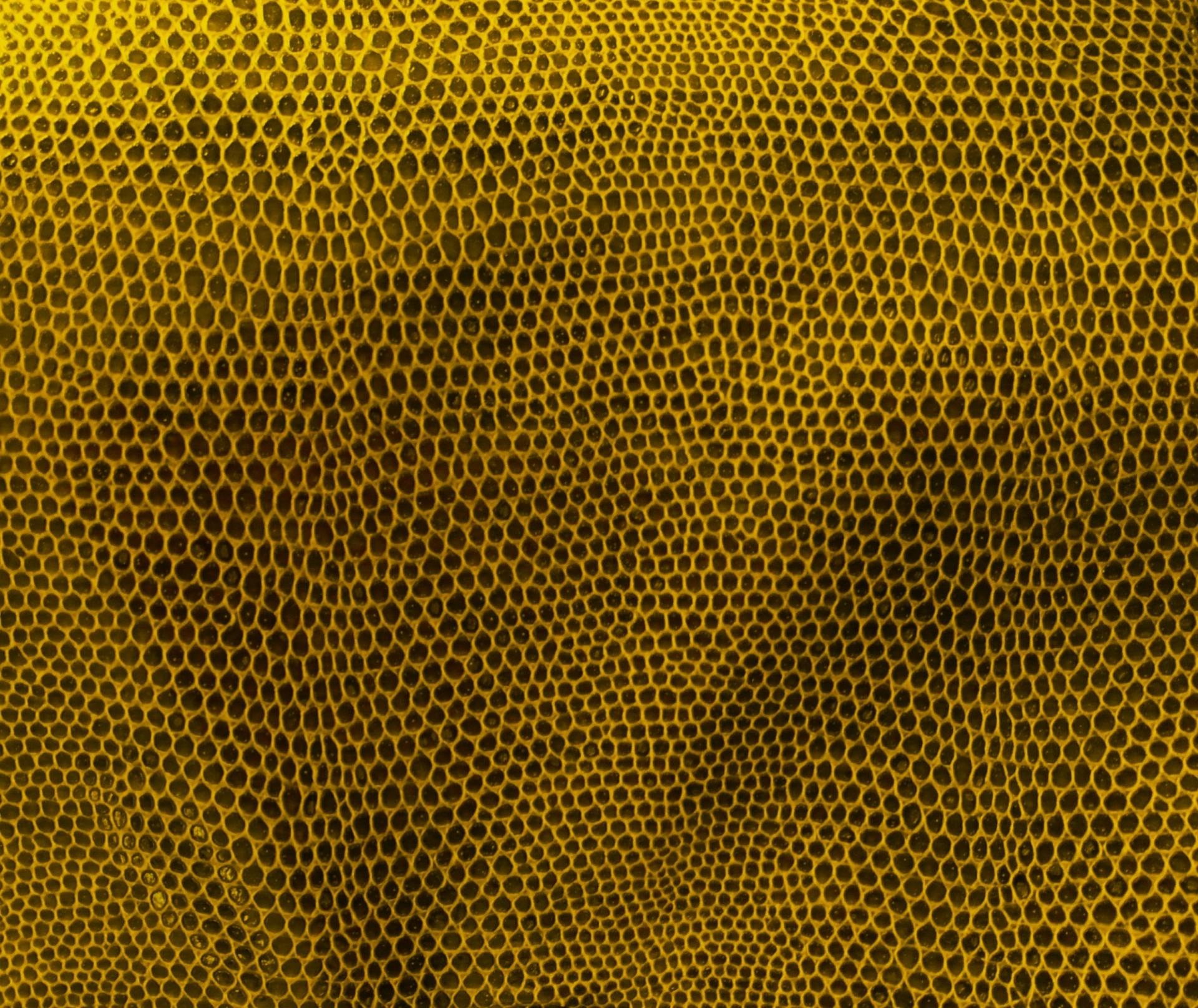 Animal Texture Wallpapers - Top Free Animal Texture Backgrounds ...