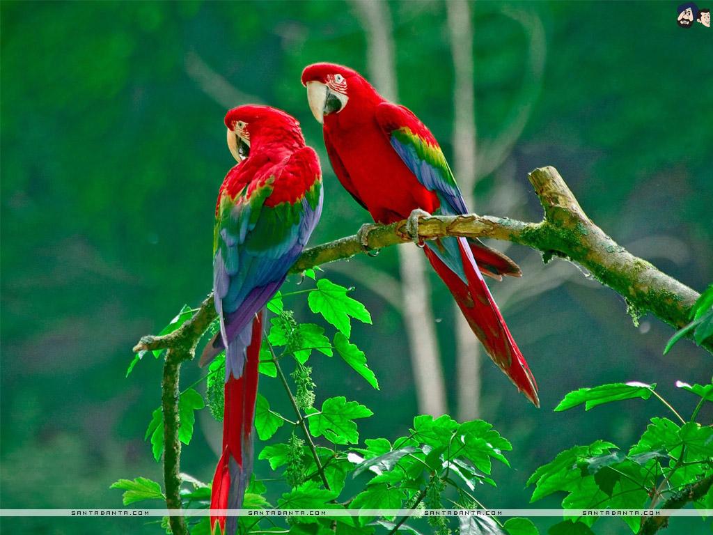 4K Bird Wallpapers - Top Free 4K Bird Backgrounds - WallpaperAccess