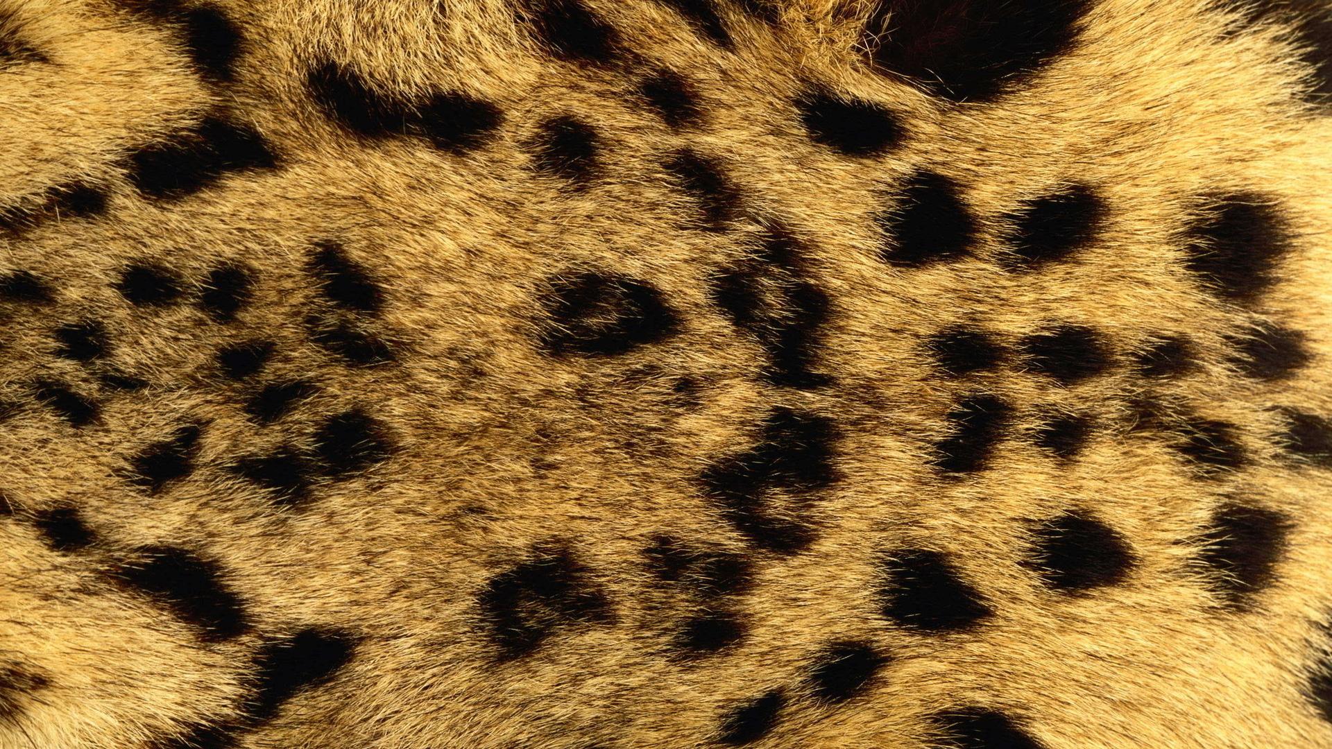 Animal Texture Wallpapers - Top Free Animal Texture Backgrounds ...