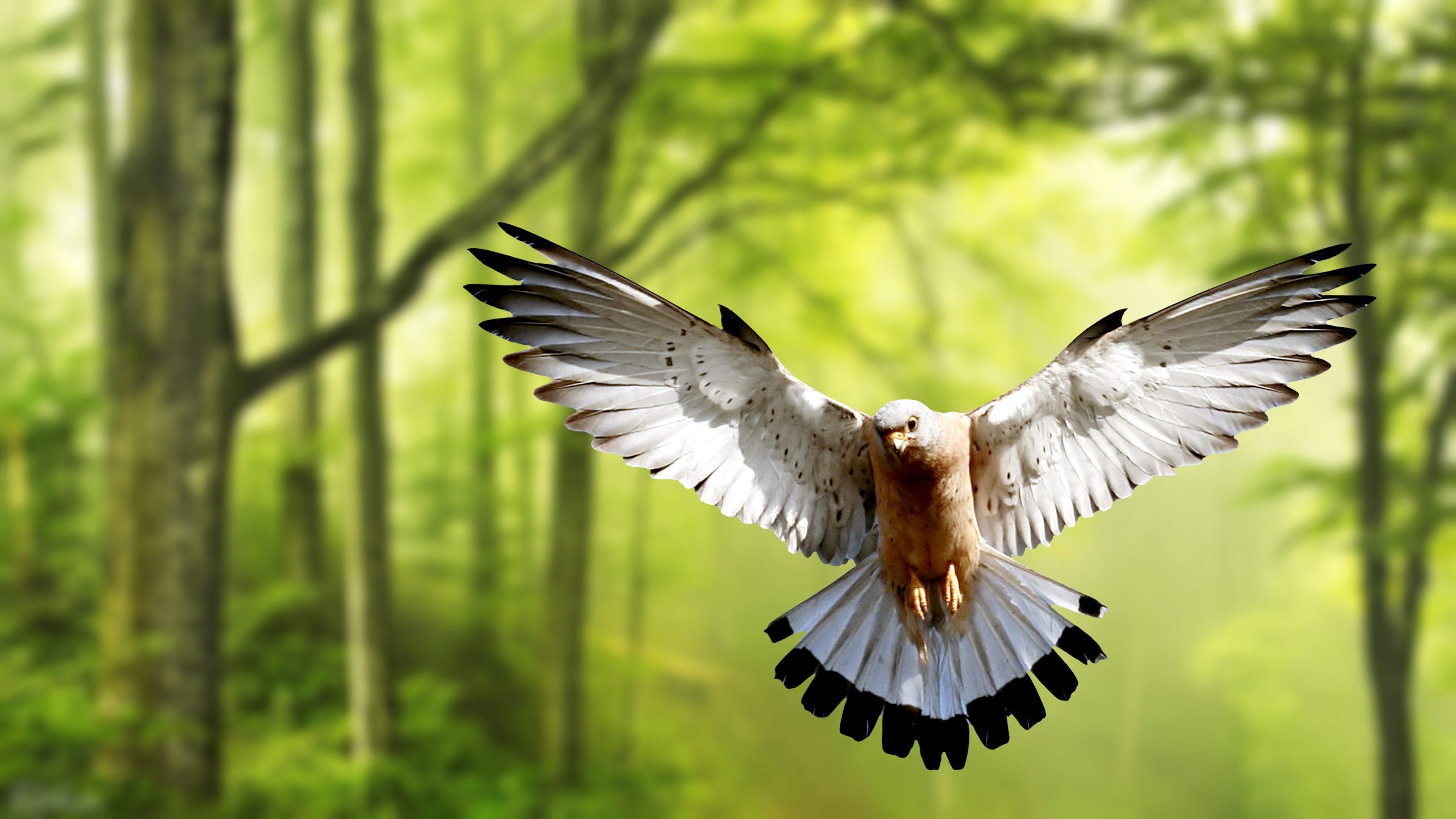 4K Bird Wallpapers - Top Free 4K Bird Backgrounds - WallpaperAccess