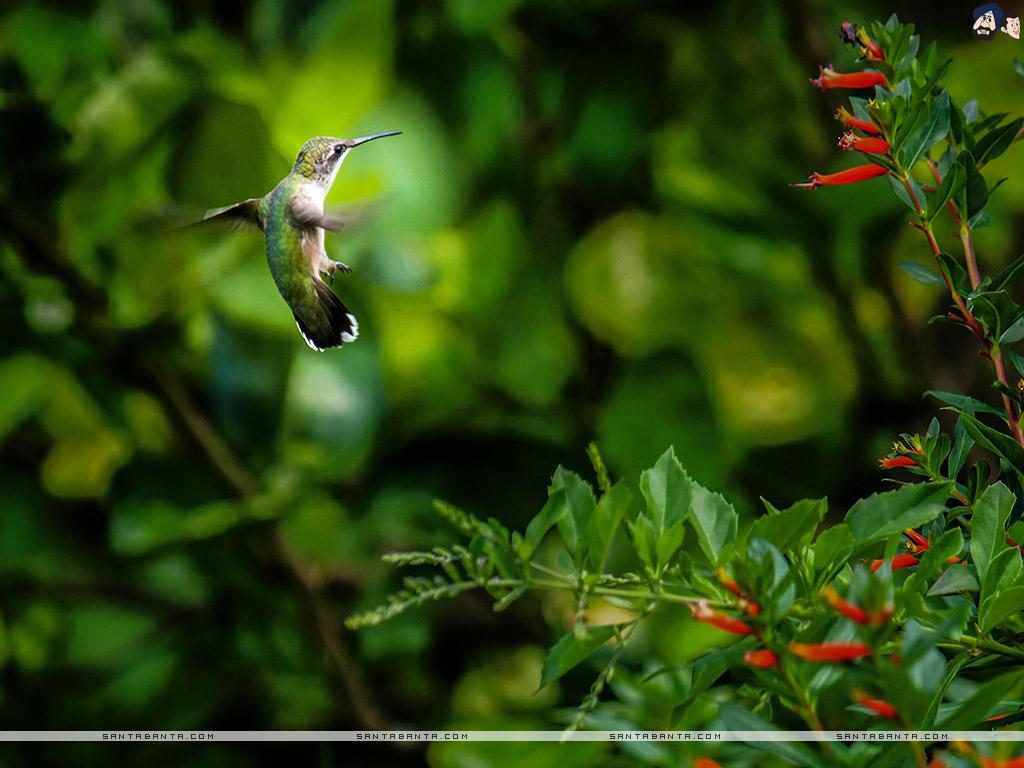 Bird Nature Wallpapers - Top Free Bird Nature Backgrounds - WallpaperAccess