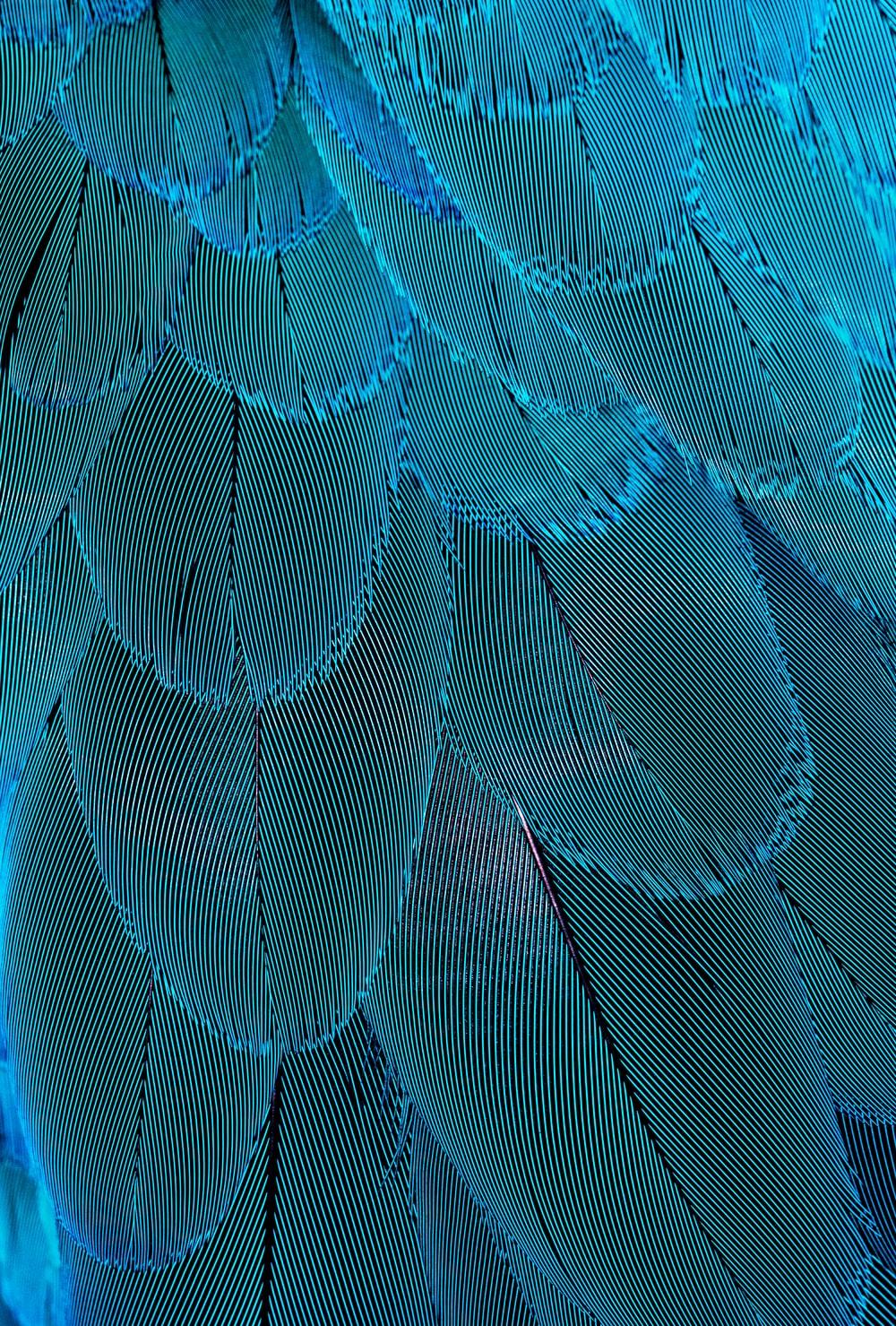 Animal Texture Wallpapers - Top Free Animal Texture Backgrounds ...