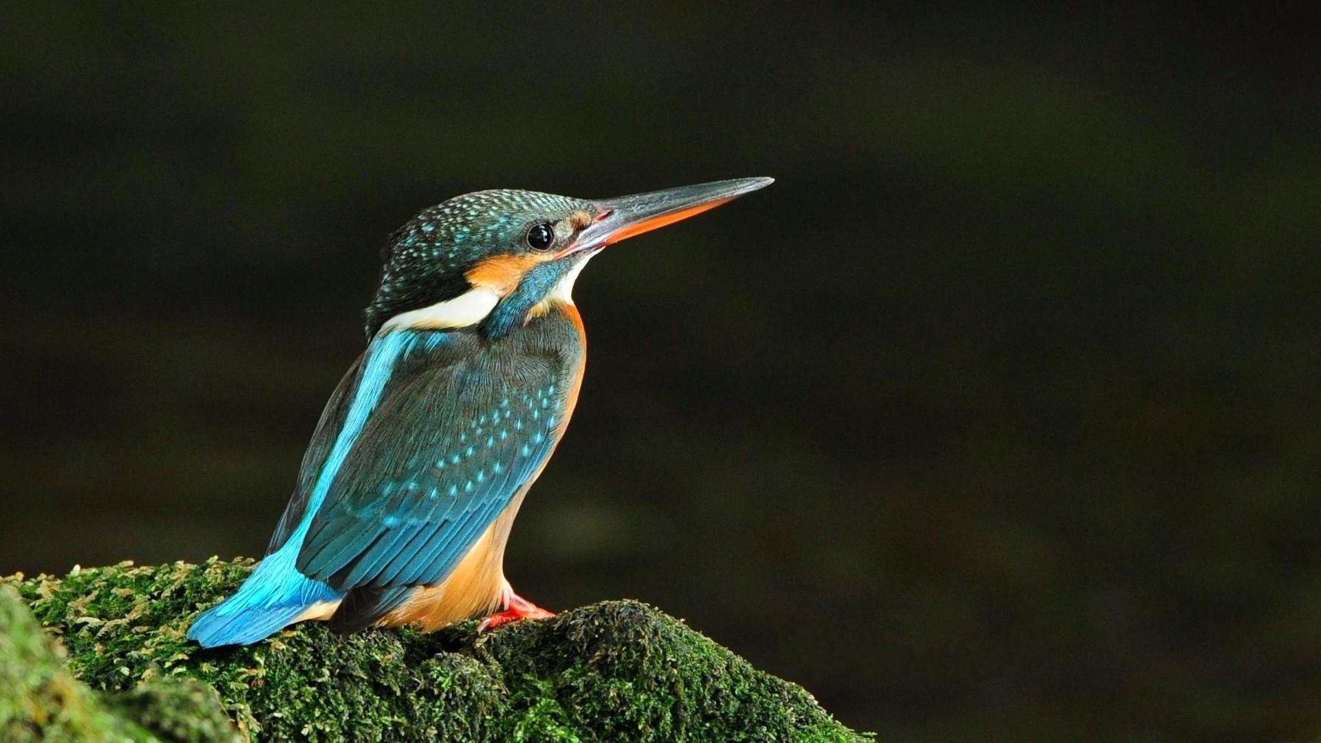 4K Bird Wallpapers - Top Free 4K Bird Backgrounds - WallpaperAccess
