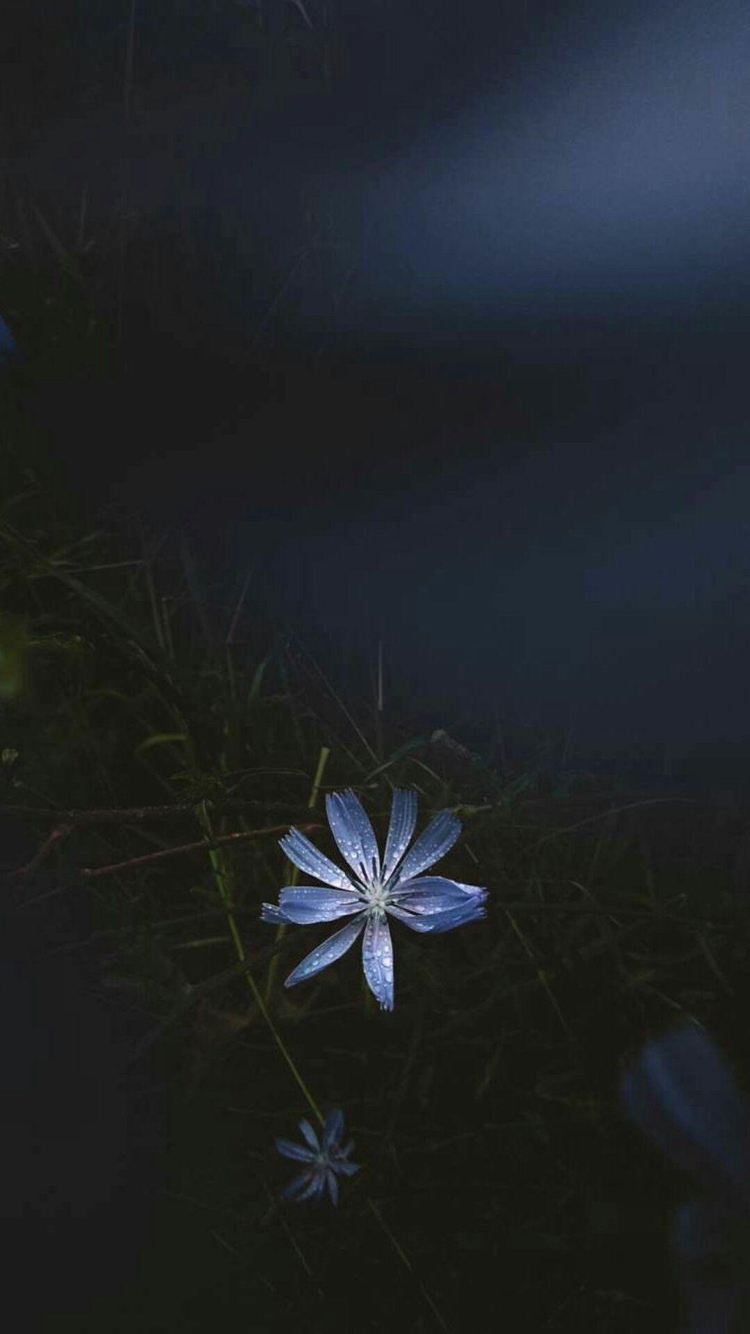 Night Flower Wallpapers - Top Free Night Flower Backgrounds ...