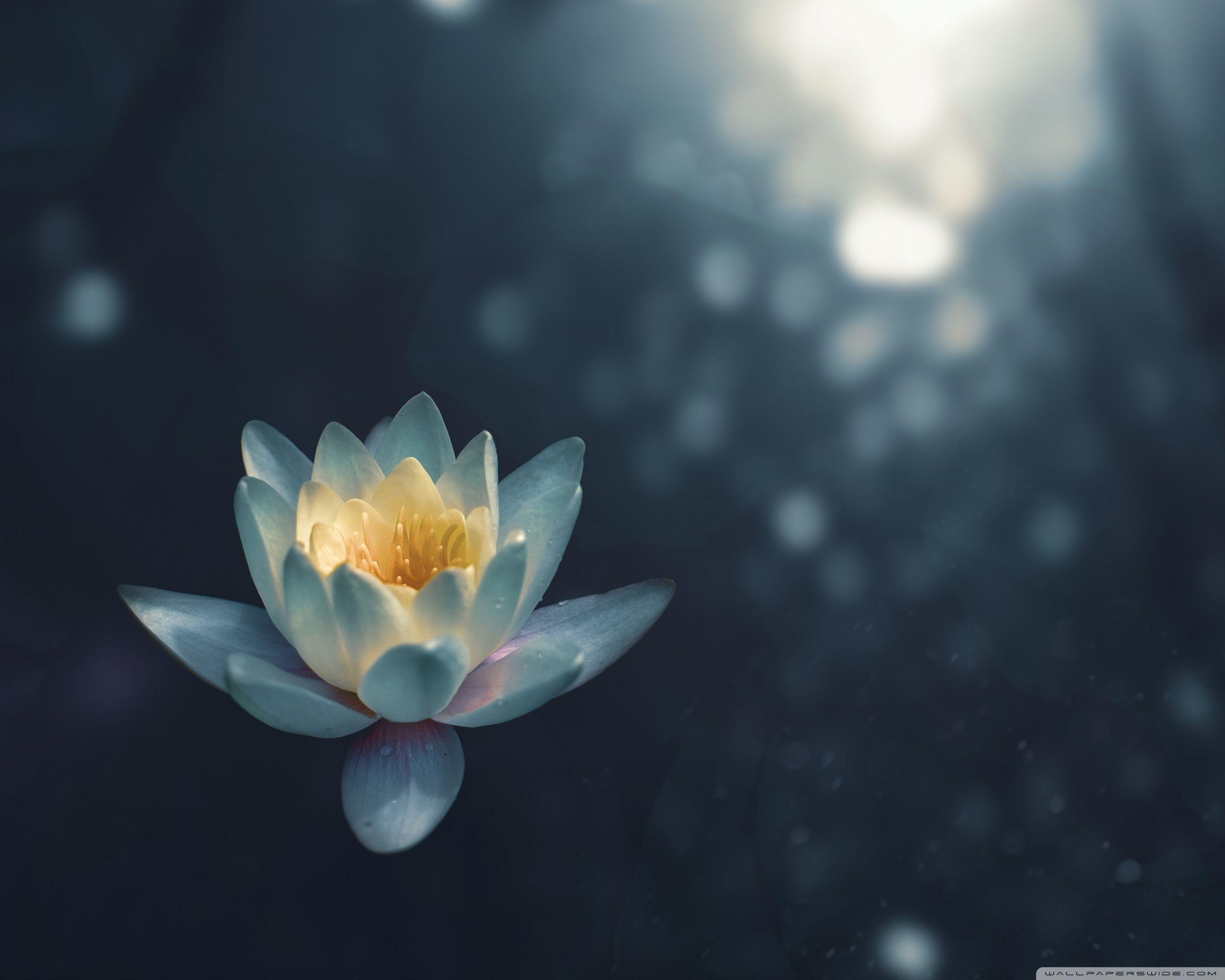 Night Flower Wallpapers - Top Free Night Flower Backgrounds ...