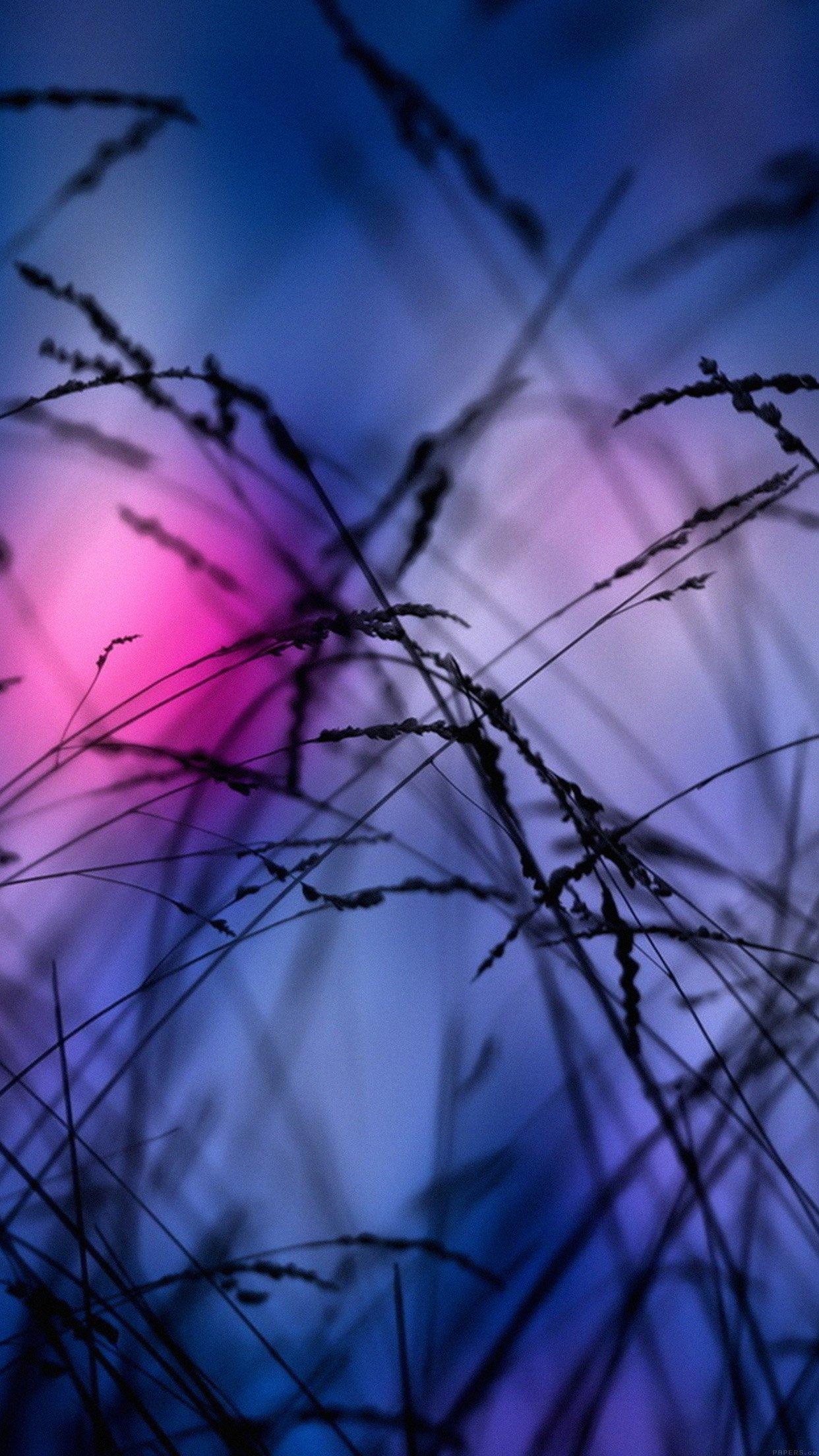 Night Flower Wallpapers - Top Free Night Flower Backgrounds ...