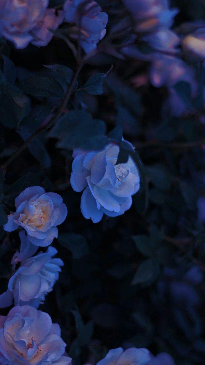 Night Flower Wallpapers - Top Free Night Flower Backgrounds ...