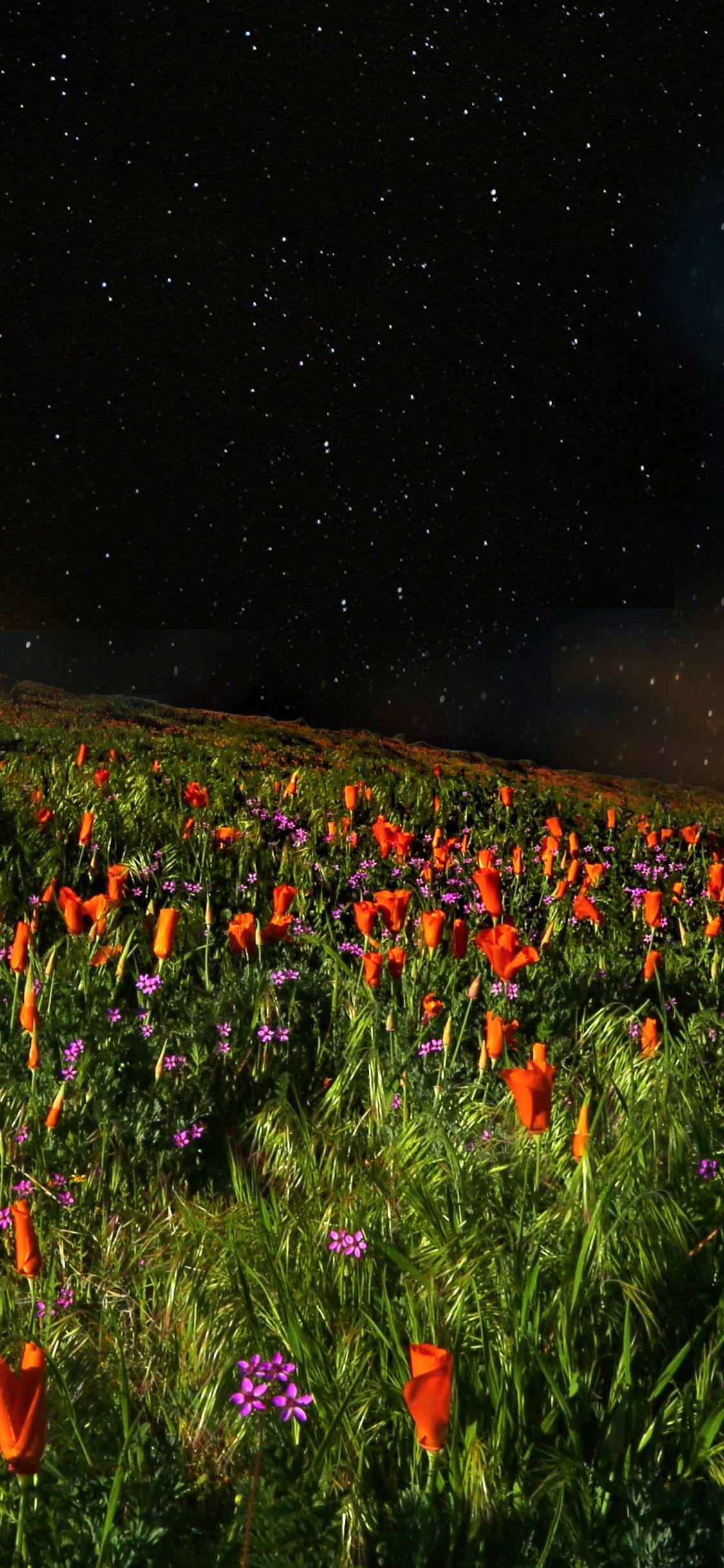 Night Flower Wallpapers - Top Free Night Flower Backgrounds ...