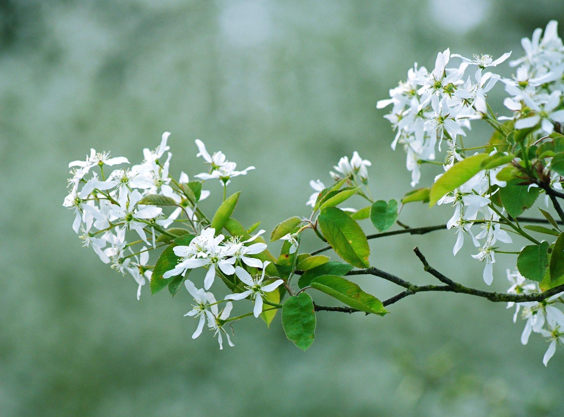 Printemps Wallpapers - Top Free Printemps Backgrounds - WallpaperAccess