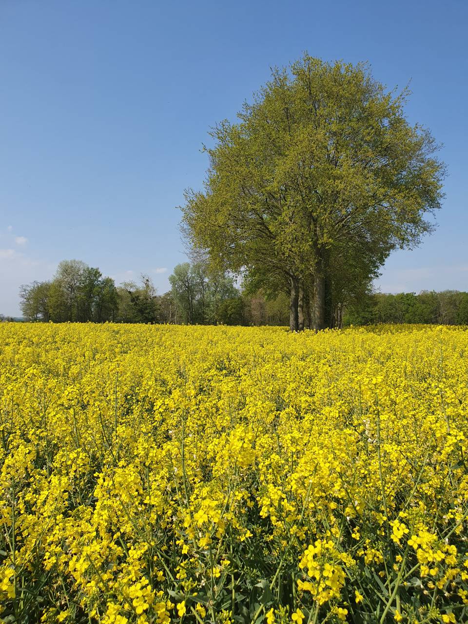 Printemps Wallpapers - Top Free Printemps Backgrounds - WallpaperAccess