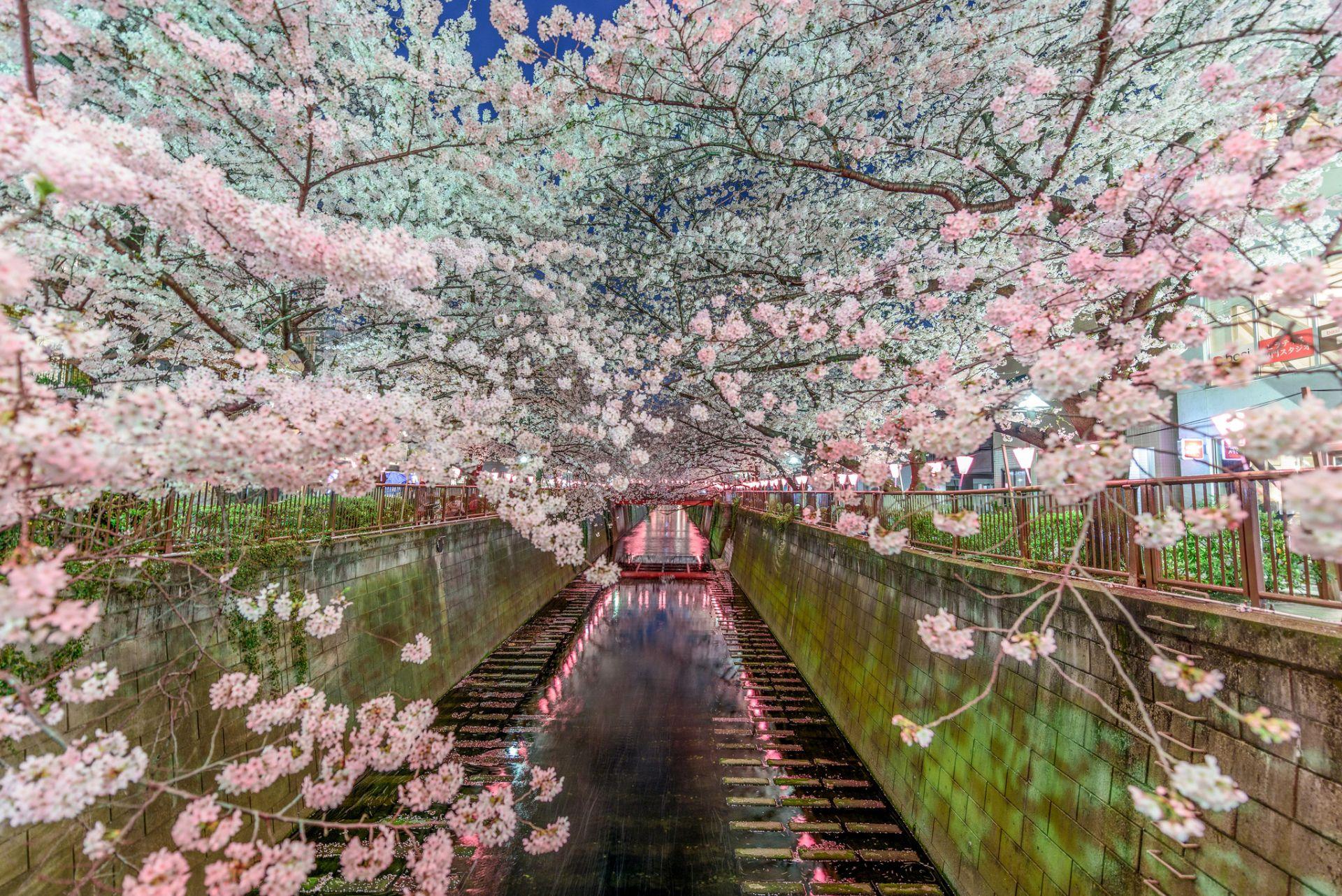 Printemps Wallpapers - Top Free Printemps Backgrounds - WallpaperAccess
