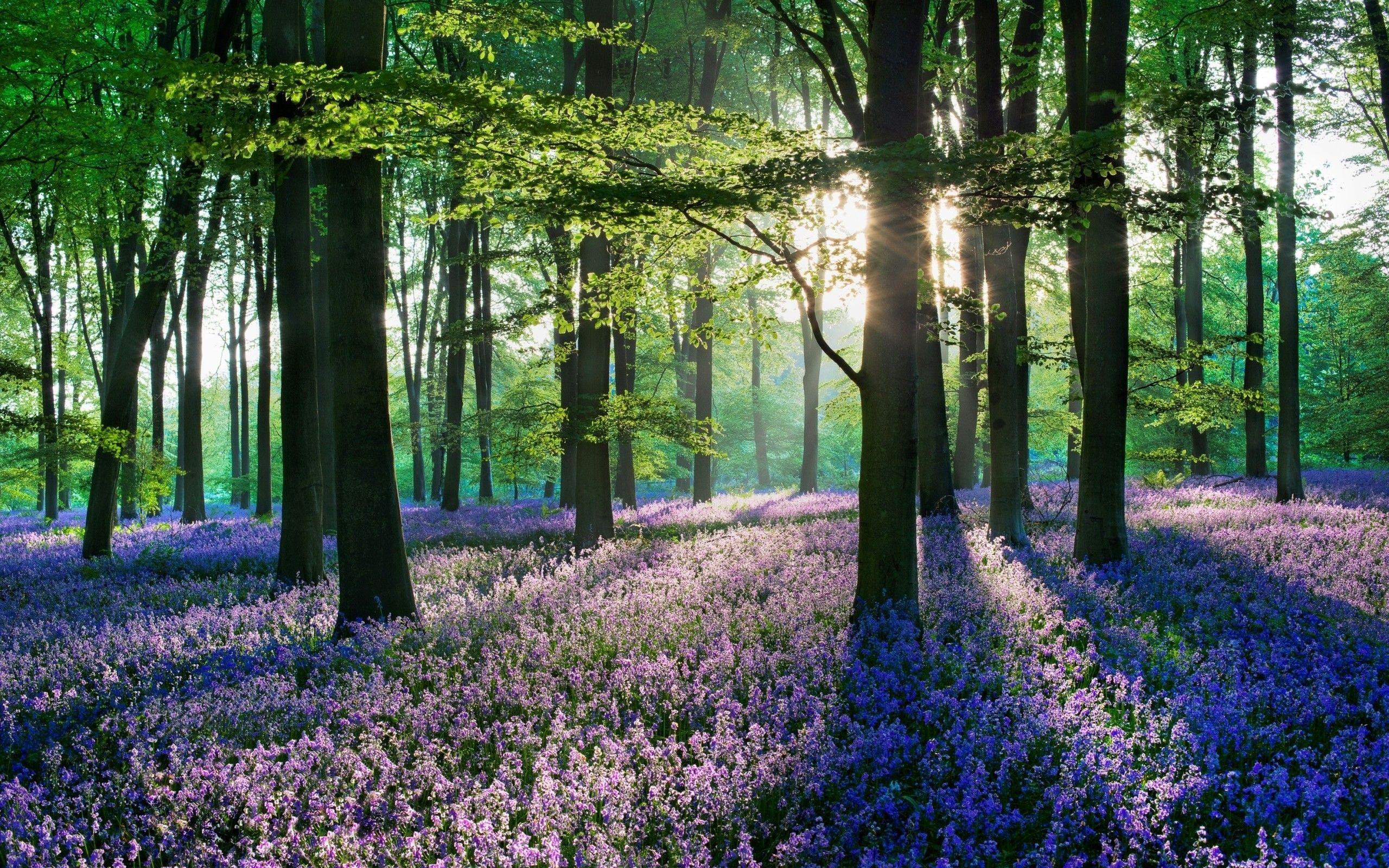 Printemps Wallpapers - Top Free Printemps Backgrounds - WallpaperAccess
