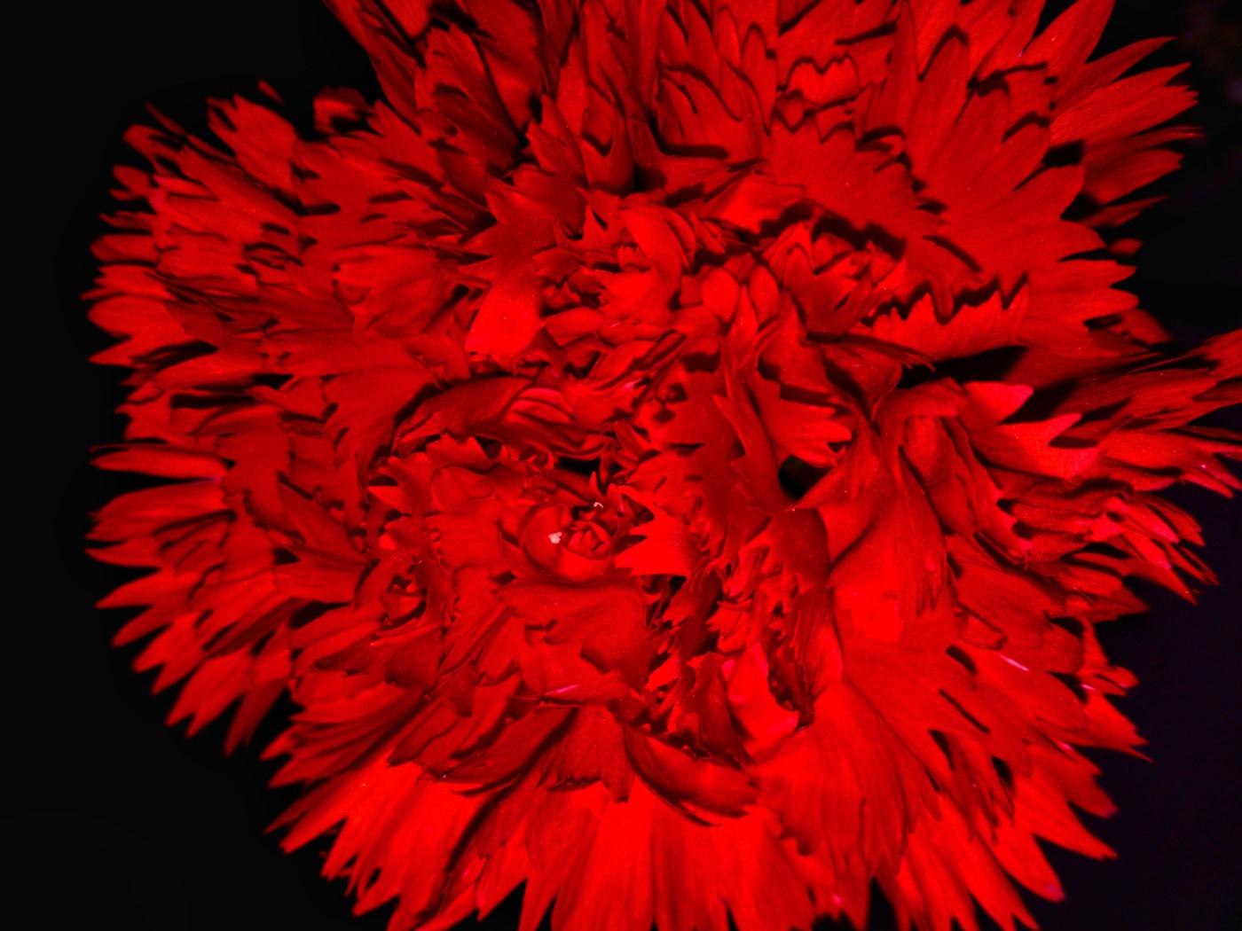 Red Amoled Wallpapers - Top Free Red Amoled Backgrounds - WallpaperAccess