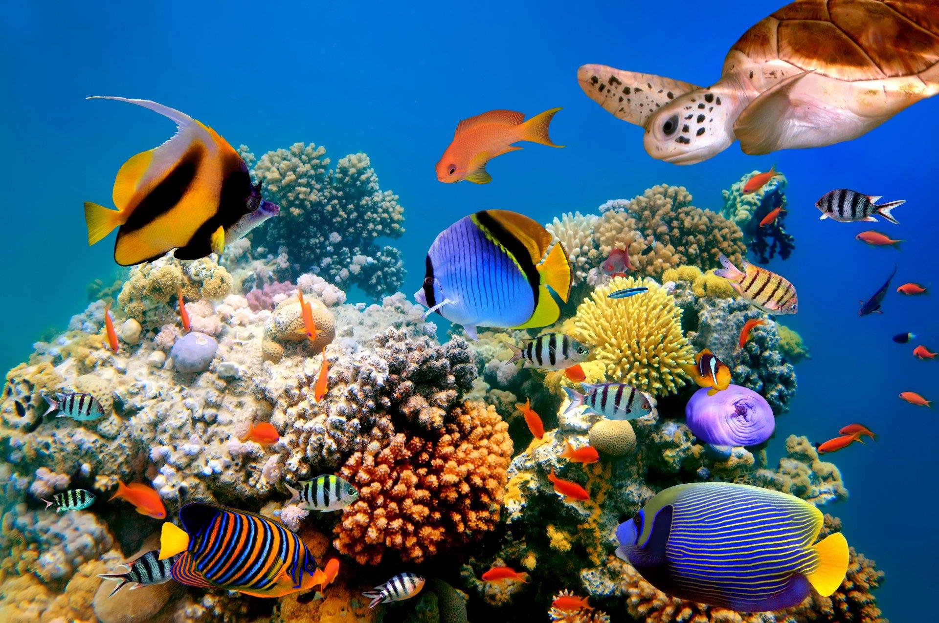 Cool Coral Reef Wallpapers - Top Free Cool Coral Reef Backgrounds ...