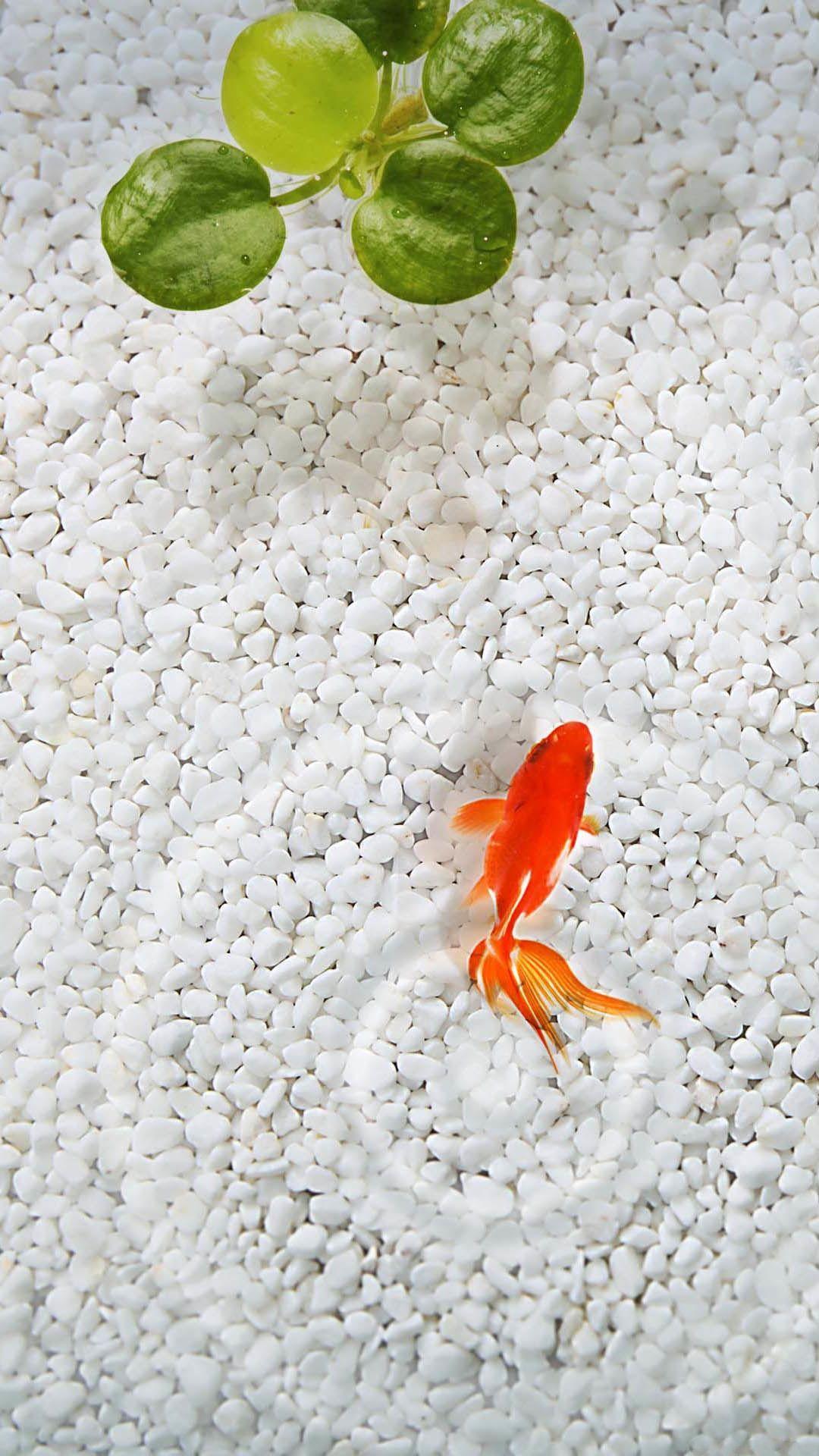 Aquarium iPhone Wallpapers - Top Free Aquarium iPhone Backgrounds ...
