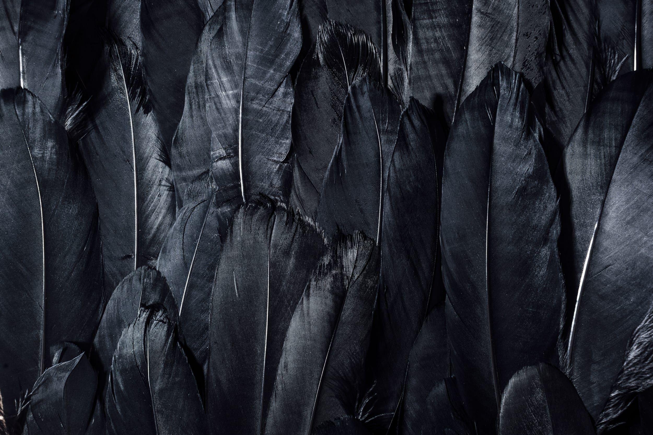 Crow Feather Wallpapers - Top Free Crow Feather Backgrounds ...