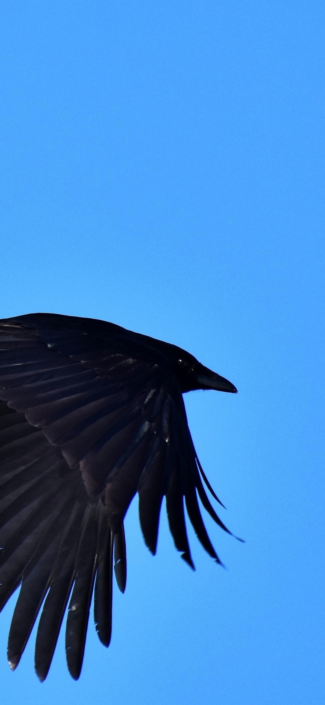 Crow Feather Wallpapers - Top Free Crow Feather Backgrounds ...