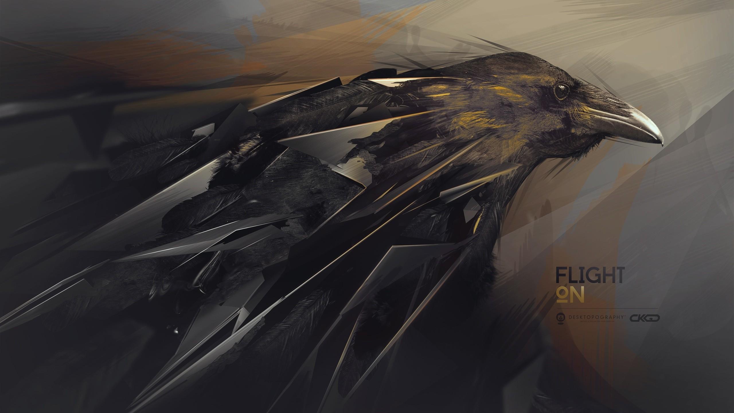 Crow Feather Wallpapers - Top Free Crow Feather Backgrounds ...