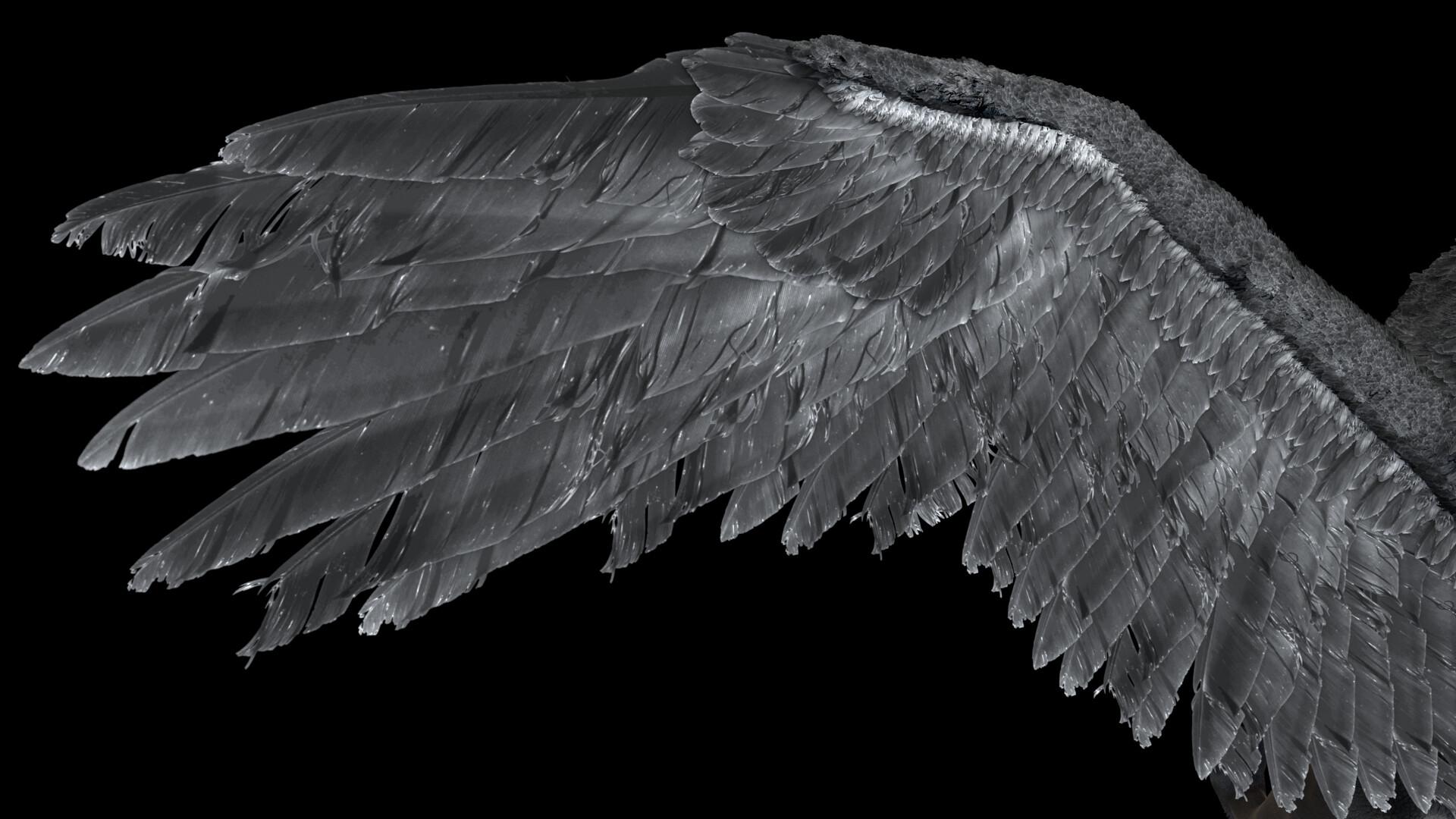 Crow Feather Wallpapers - Top Free Crow Feather Backgrounds ...