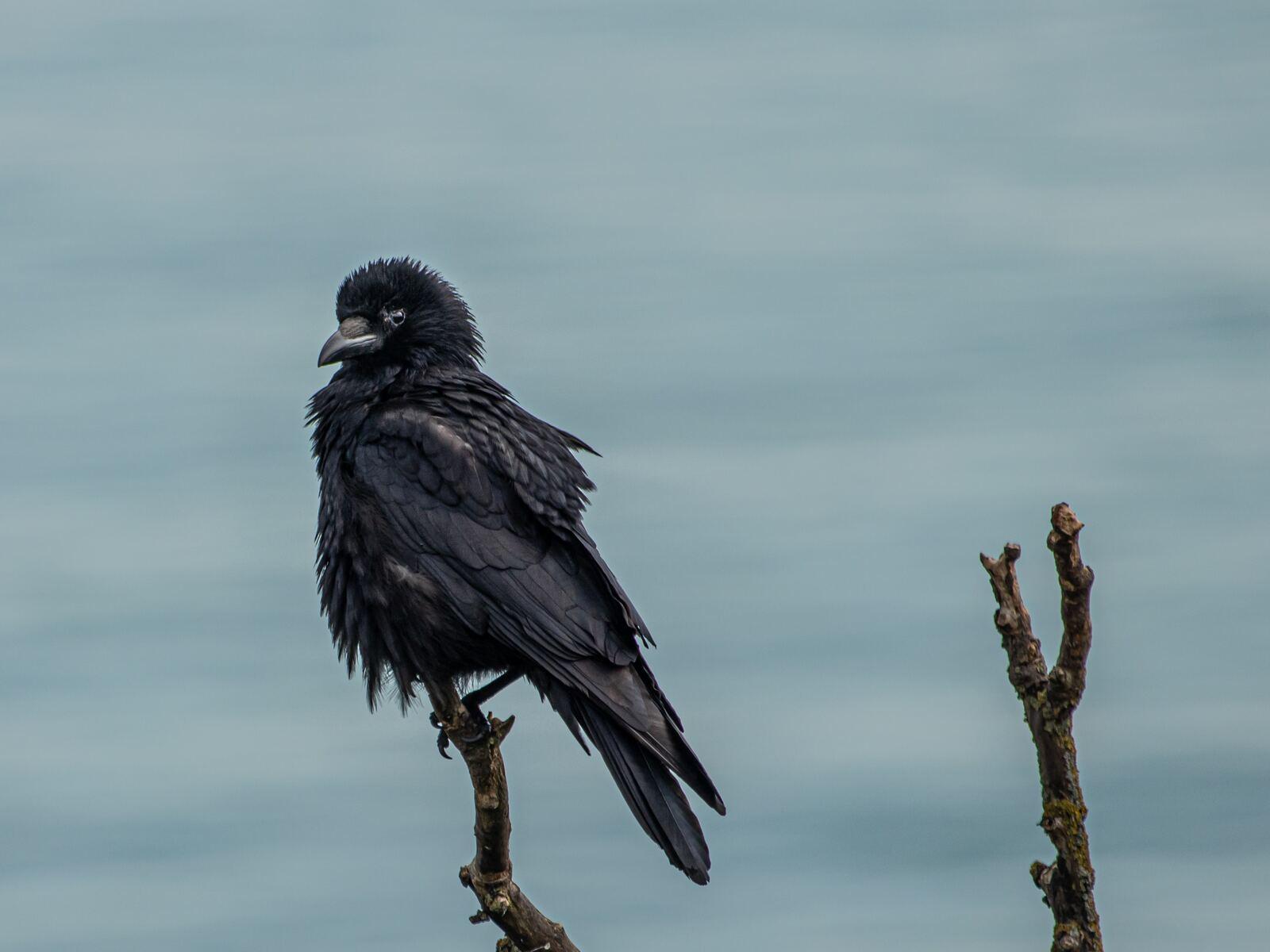 Crow Feather Wallpapers - Top Free Crow Feather Backgrounds ...