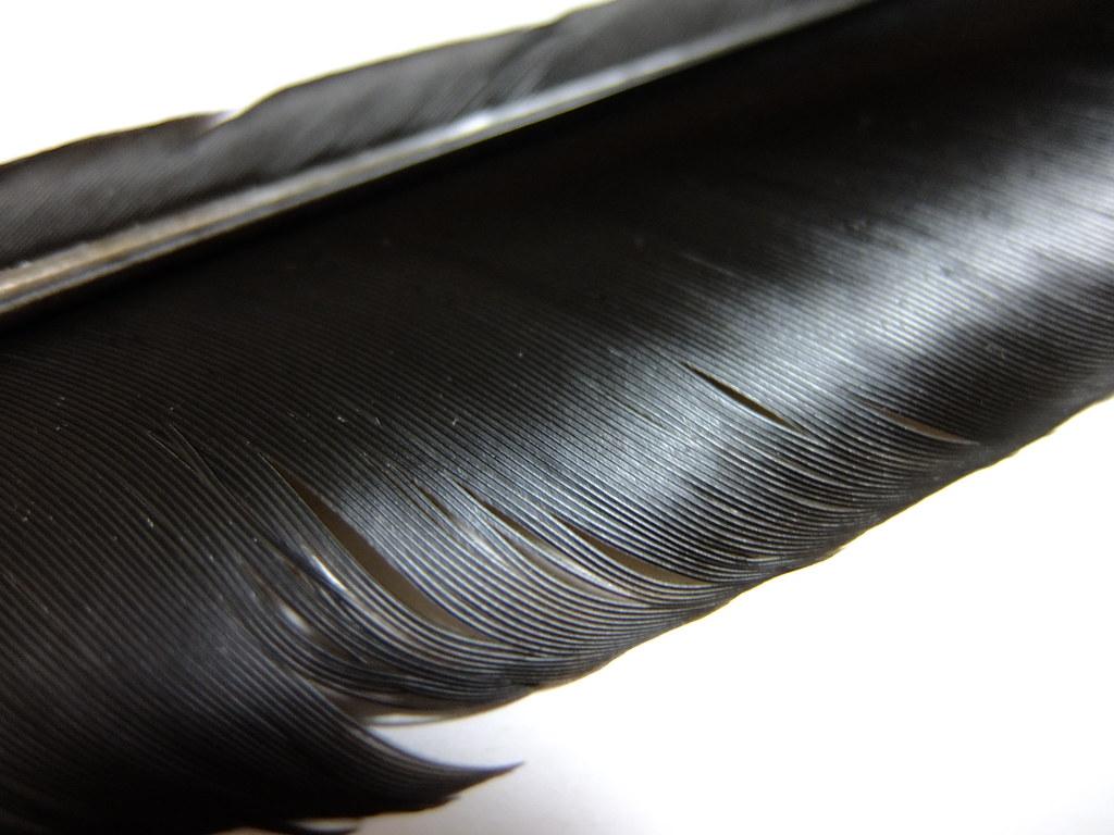 Crow Feather Wallpapers - Top Free Crow Feather Backgrounds ...