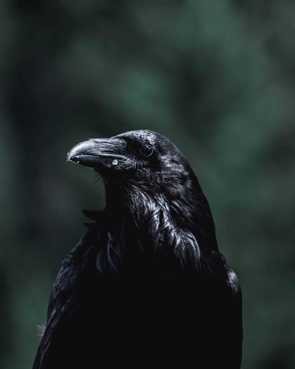 Crow Feather Wallpapers - Top Free Crow Feather Backgrounds ...