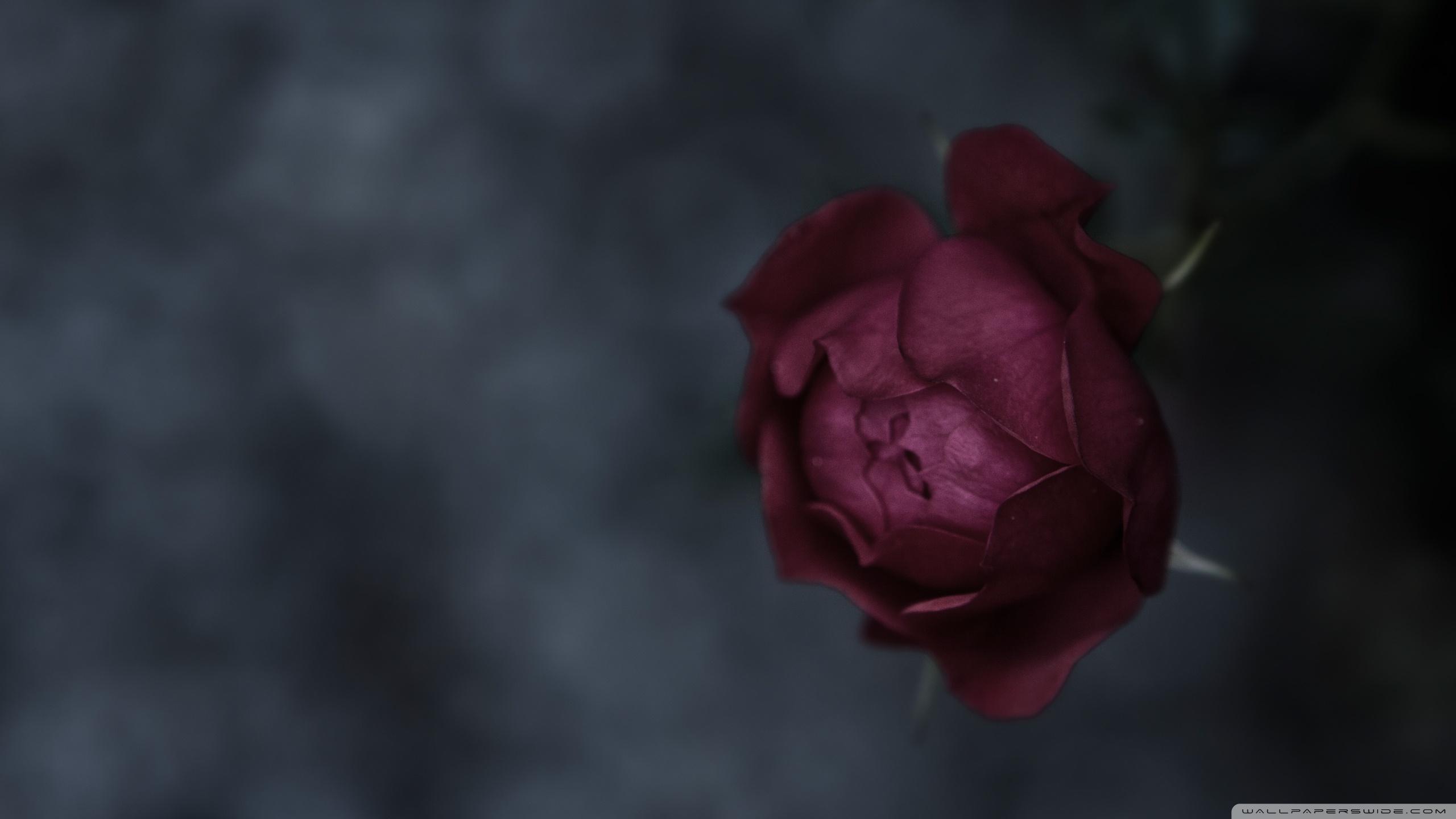 Burgundy Desktop Wallpapers - Top Free Burgundy Desktop Backgrounds ...