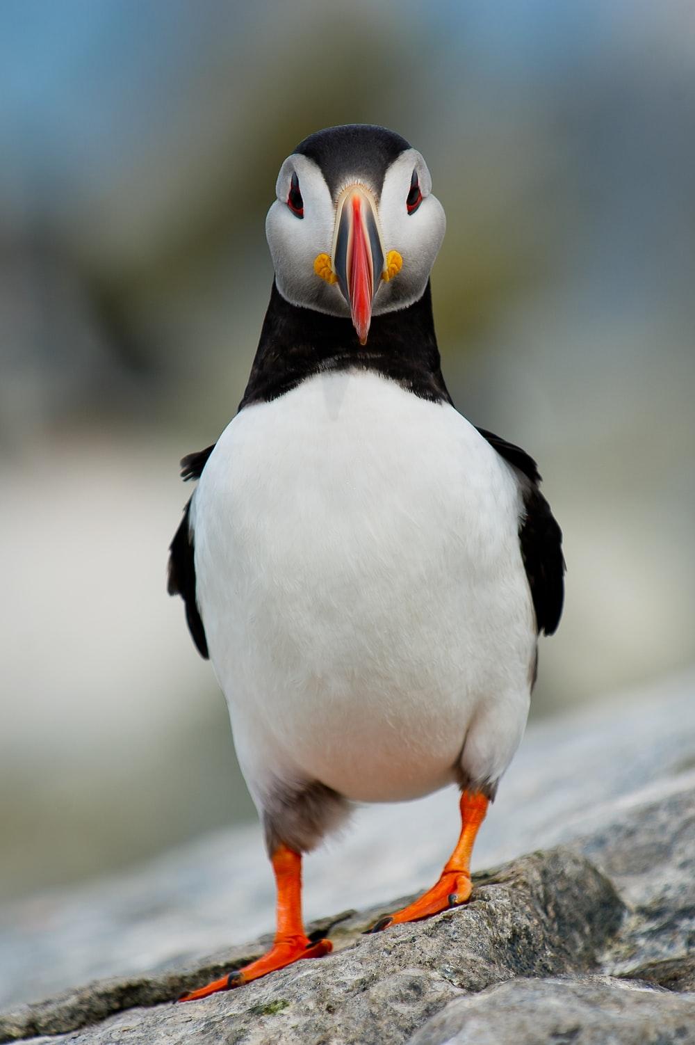 Puffin Wallpapers - Top Free Puffin Backgrounds - WallpaperAccess